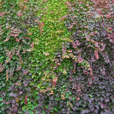 Ivy, Boston Veitchii : buy Ivy, Boston Veitchii / Parthenocissus ...