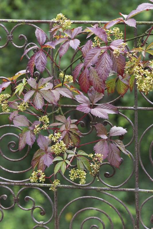 Ivy, Boston Veitchii : buy Ivy, Boston Veitchii / Parthenocissus ...