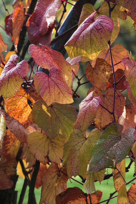 Ivy, Boston Veitchii : buy Ivy, Boston Veitchii / Parthenocissus ...