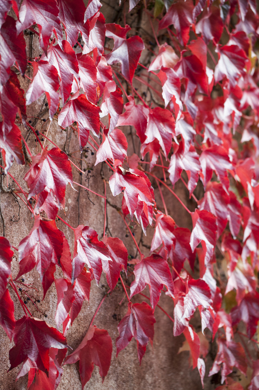 Ivy, Boston Veitchii : buy Ivy, Boston Veitchii / Parthenocissus ...