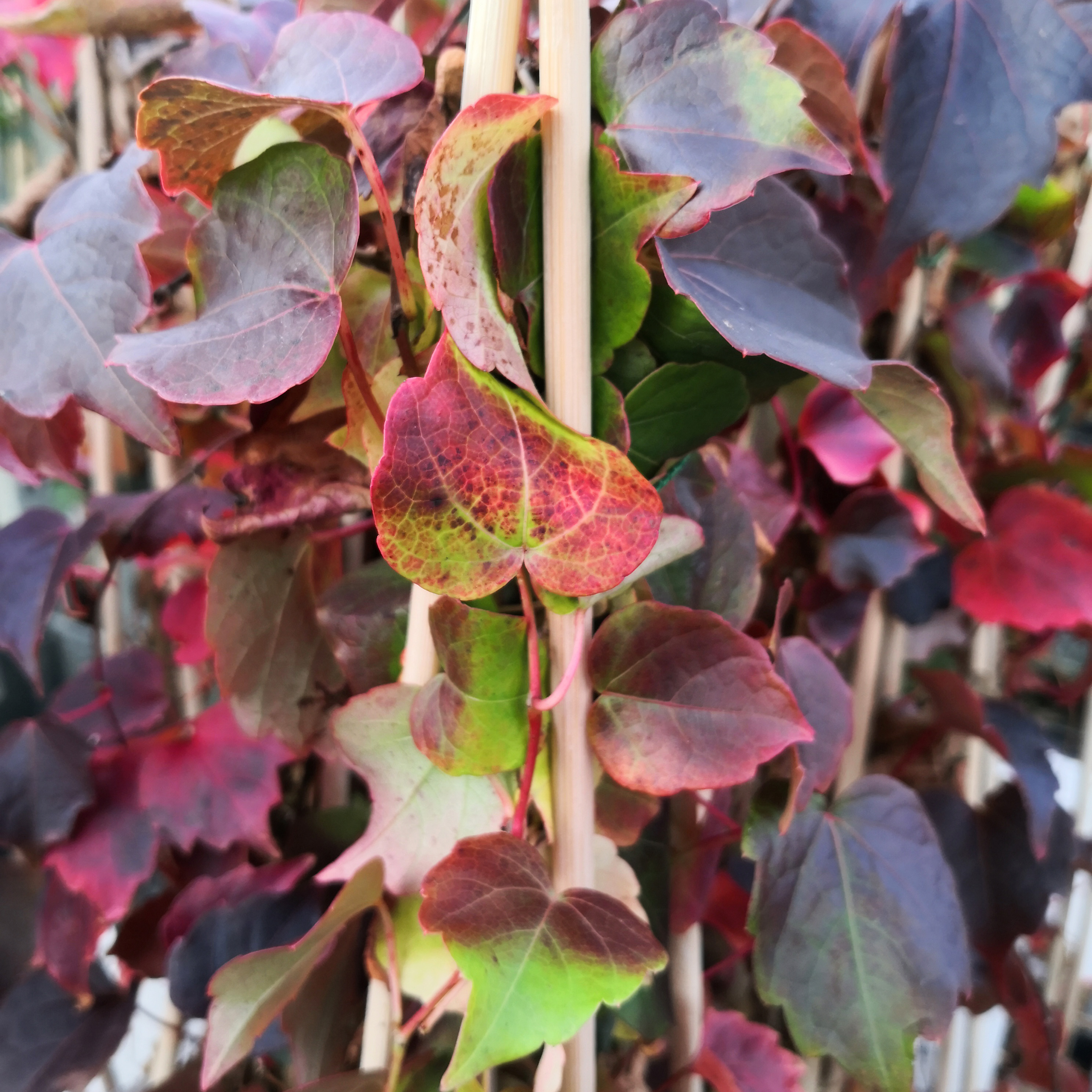 Ivy, Boston Veitchii : buy Ivy, Boston Veitchii / Parthenocissus ...