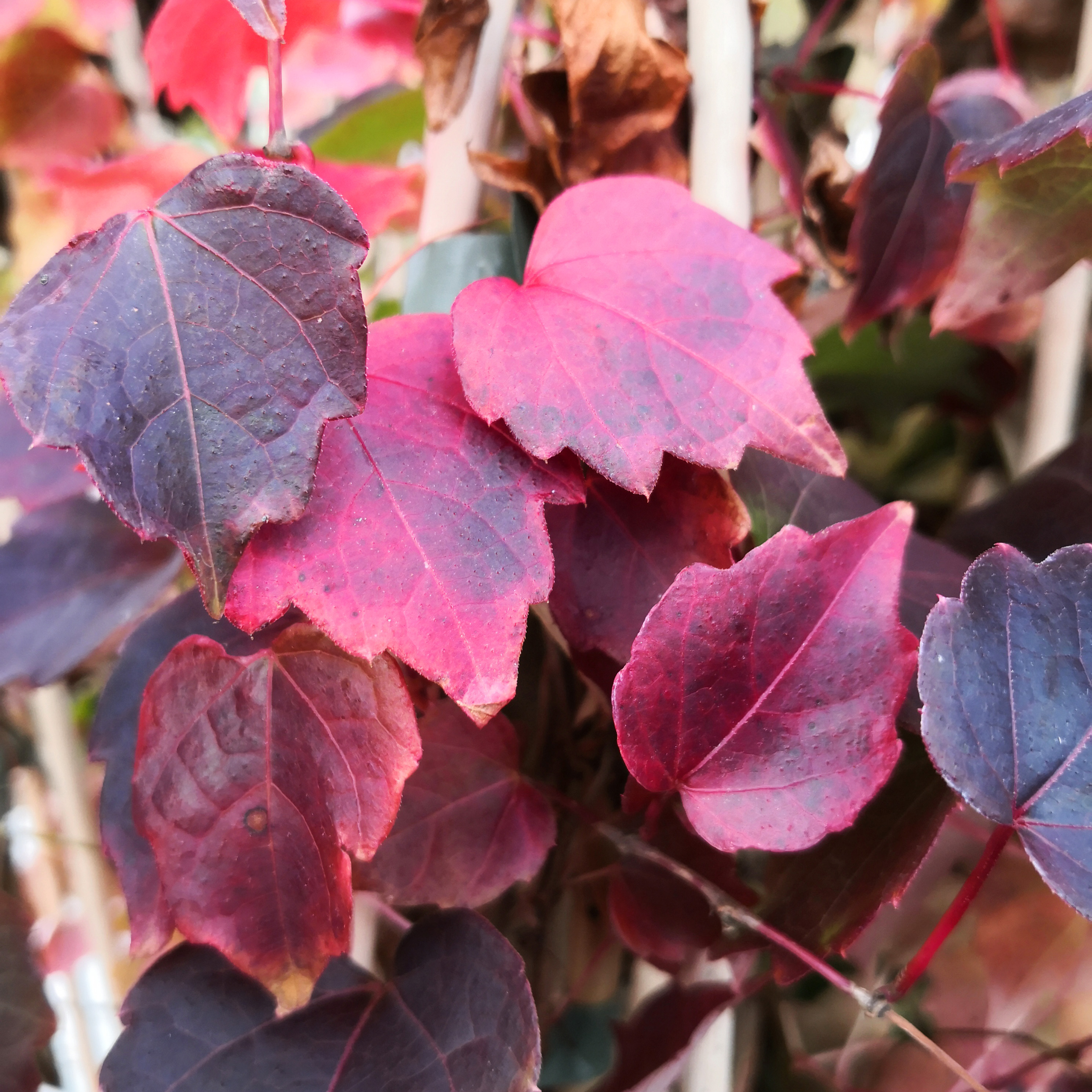 Ivy, Boston Veitchii : buy Ivy, Boston Veitchii / Parthenocissus ...