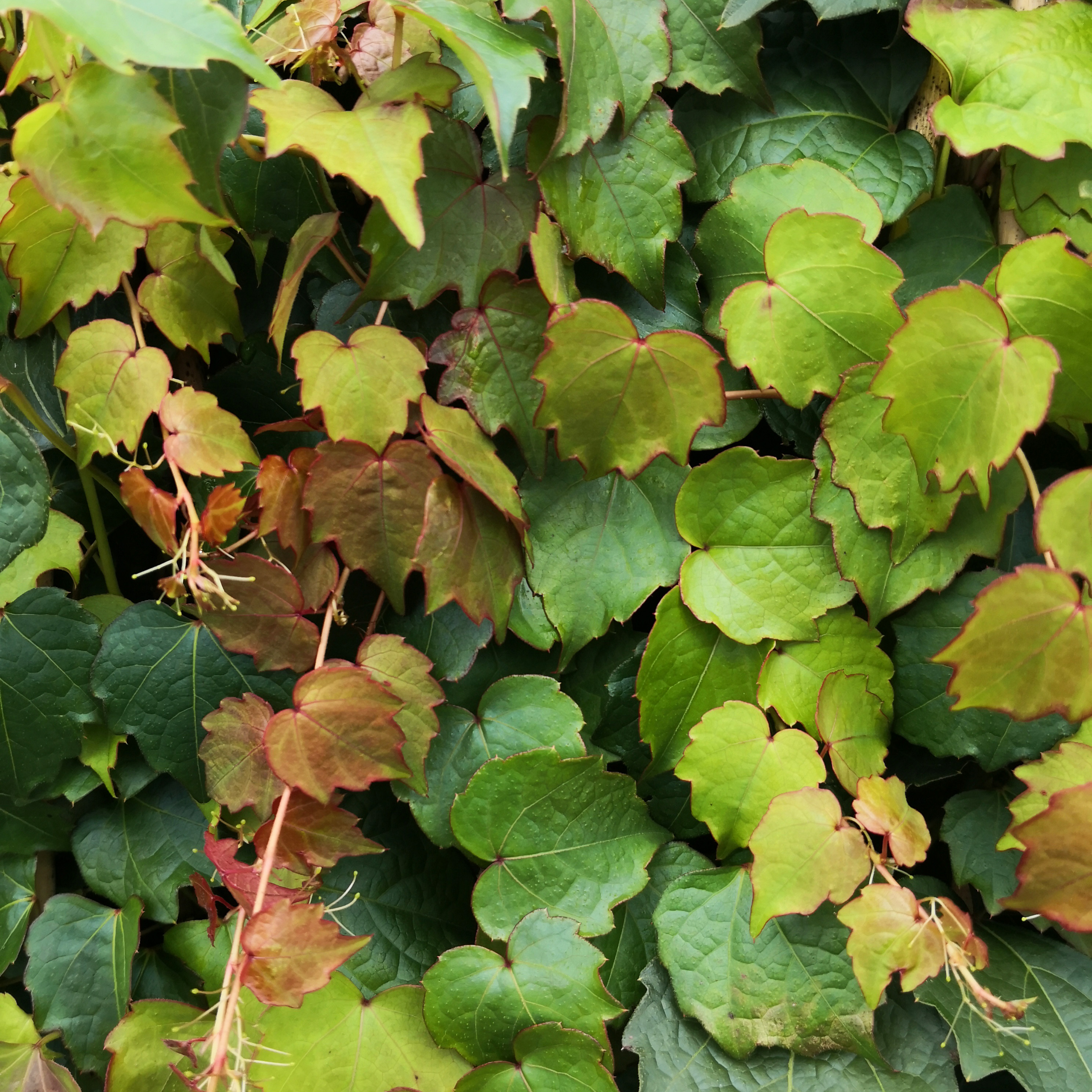 Ivy, Boston Veitchii : buy Ivy, Boston Veitchii / Parthenocissus ...