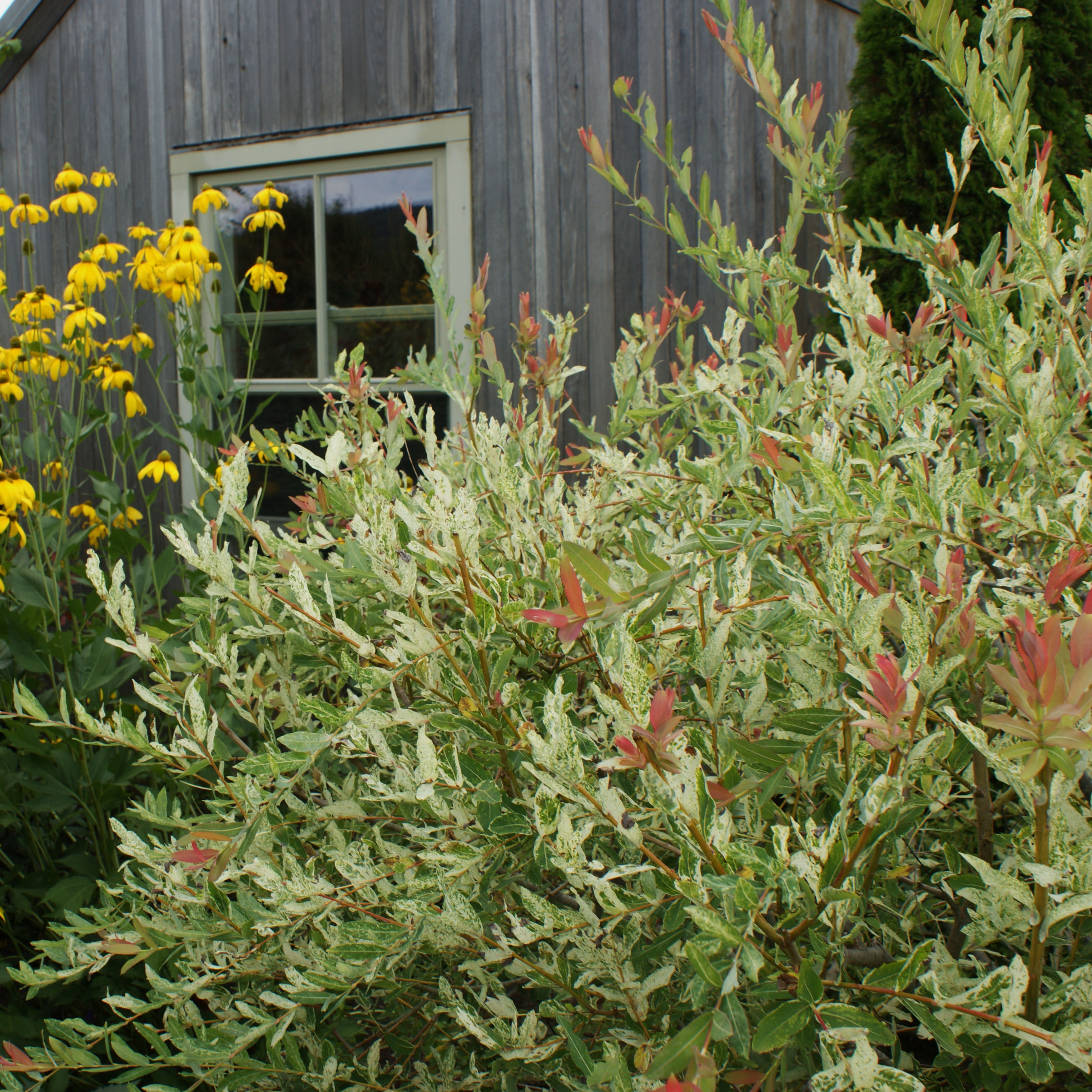 Willow, Japanese dappled : buy Willow, Japanese dappled / Salix integra ...