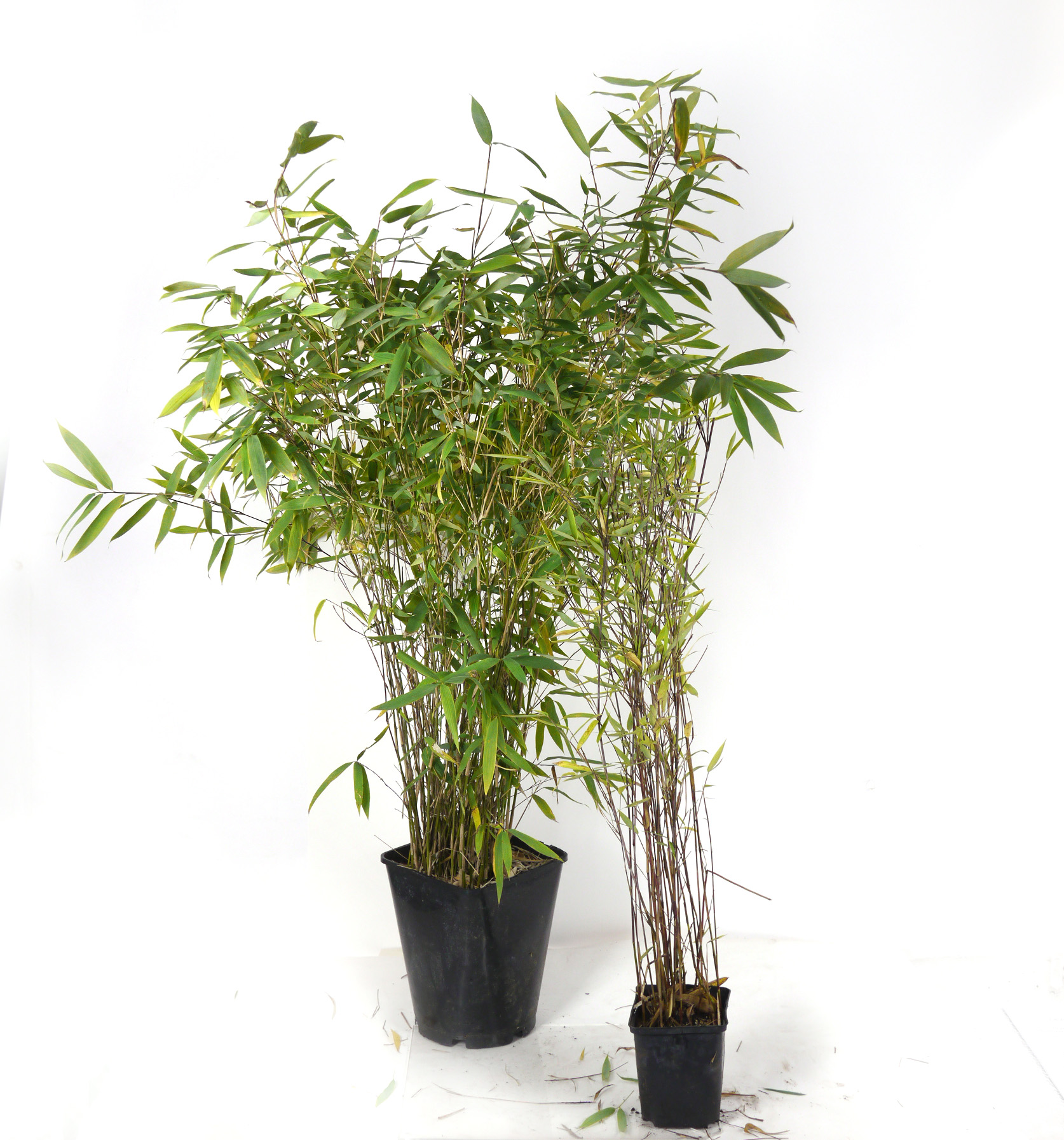 Bamboo Fargesia nitida 'Black Pearl' : buy Bamboo Fargesia nitida ...