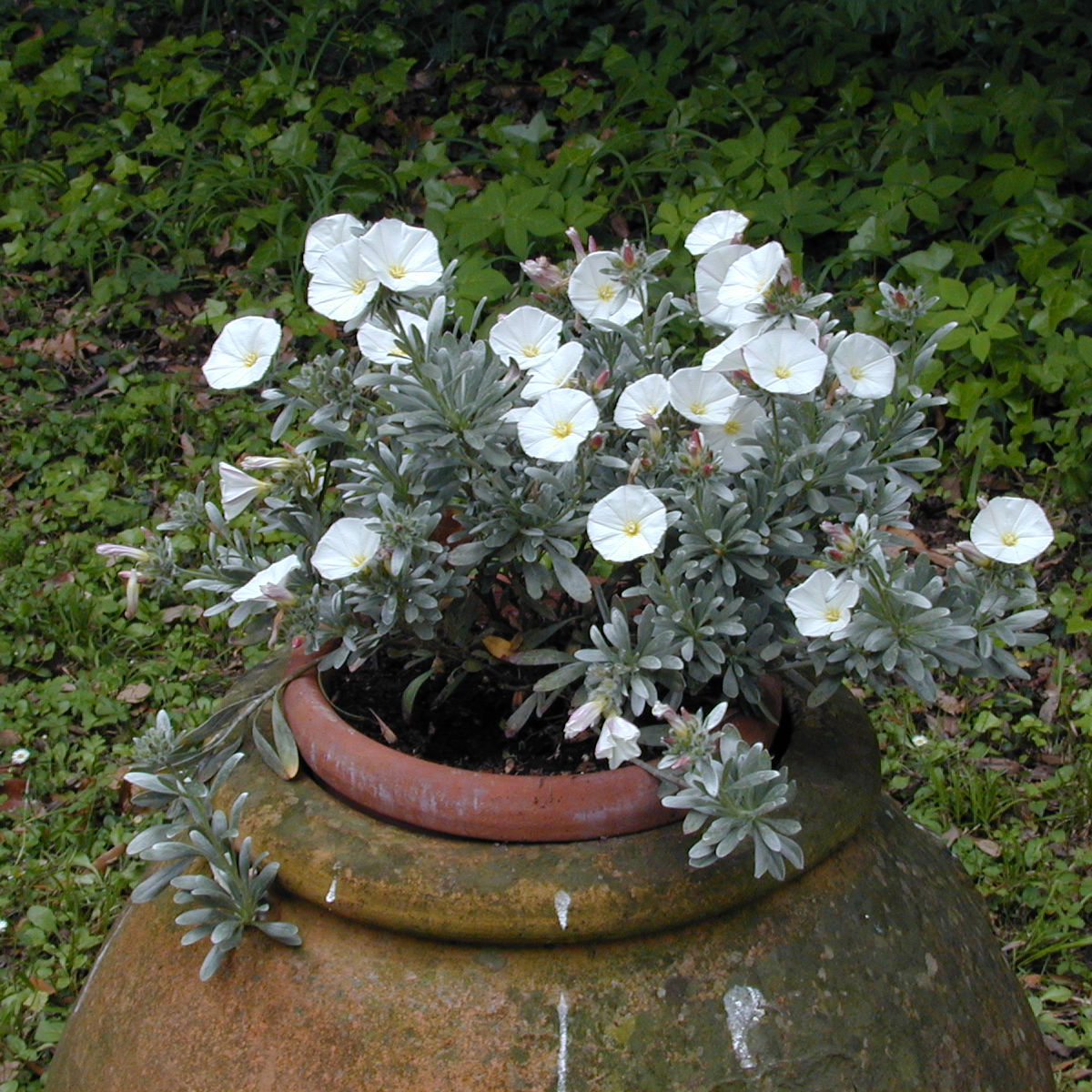Silver Bush : buy Silver Bush / Convolvulus cneorum