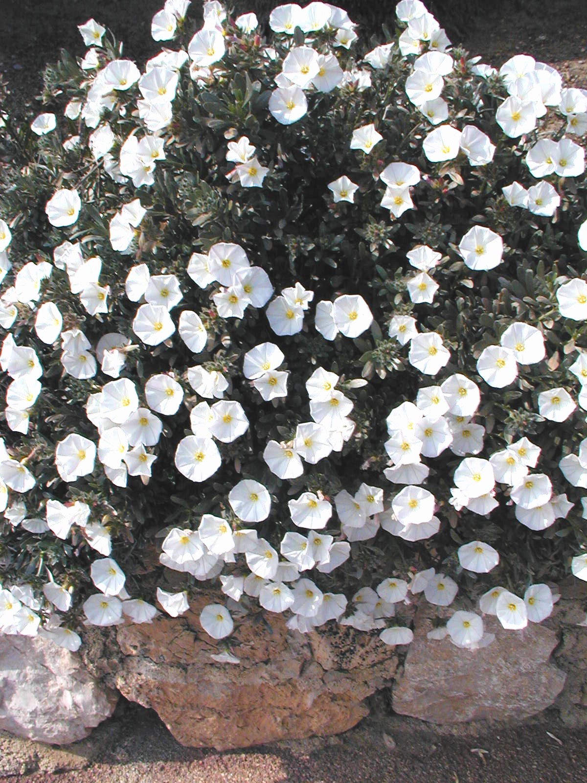 Silver Bush : buy Silver Bush / Convolvulus cneorum
