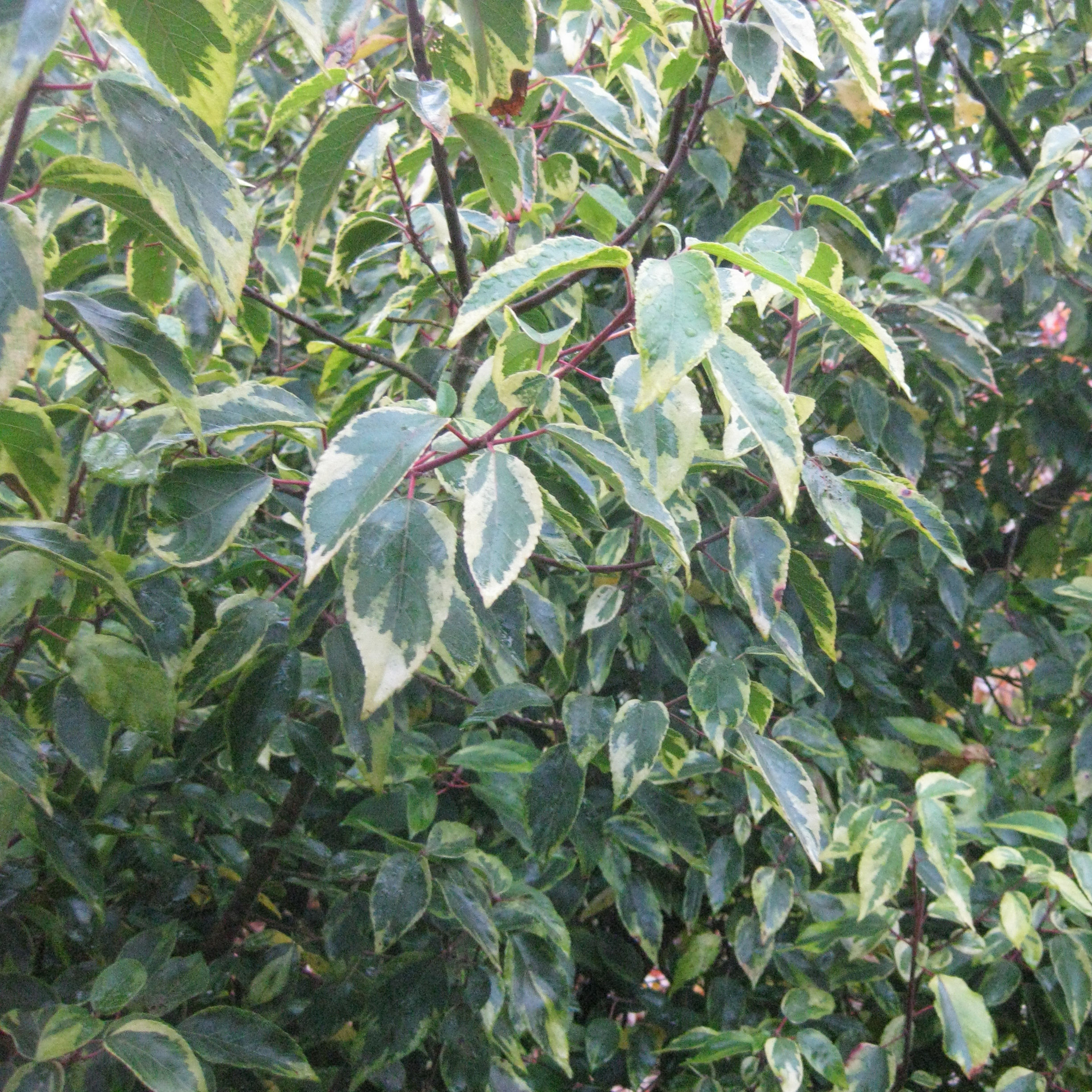 Maquei 'Variegata' : buy Maquei 'Variegata' / Aristotelia chilensis ...