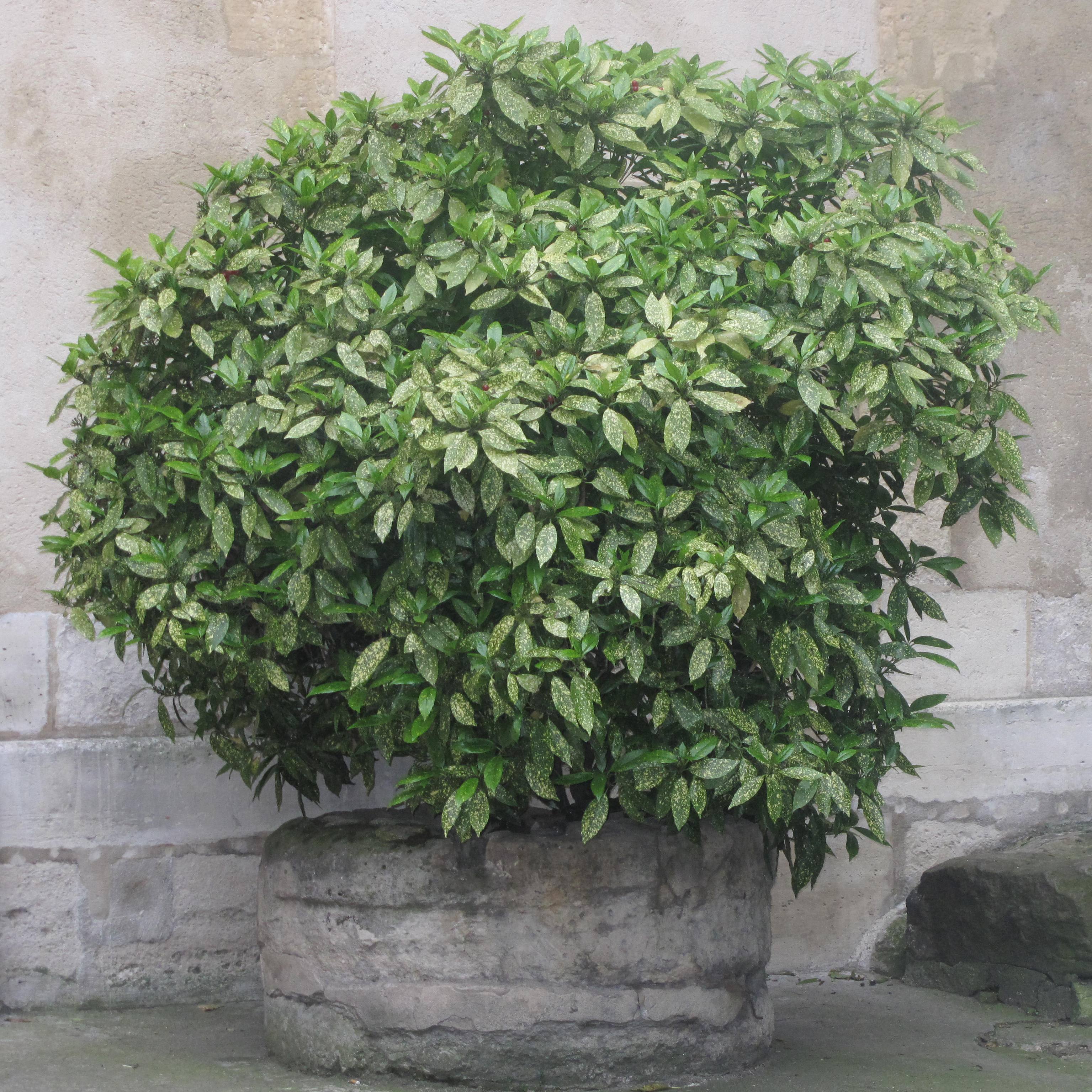 Spotted laurel 'Crotonifolia' : buy Spotted laurel 'Crotonifolia ...