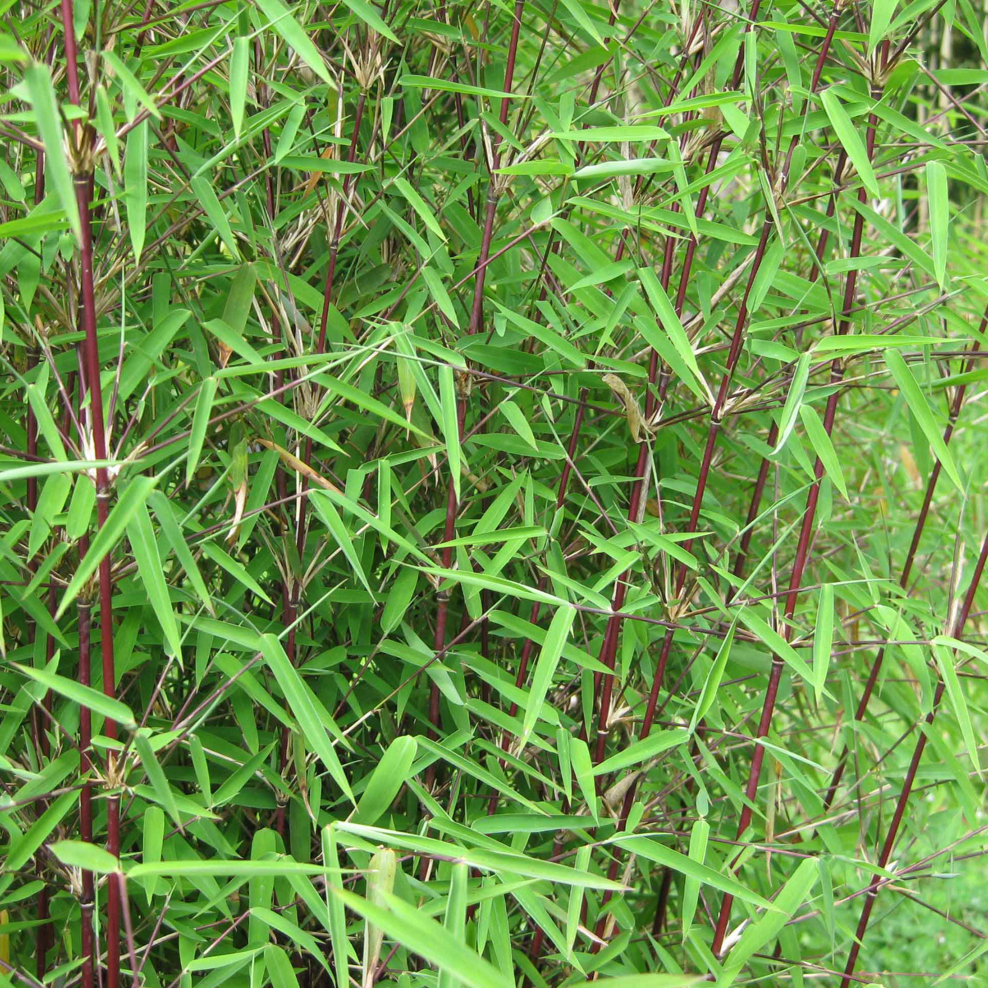 Bamboo Fargesia Jiuzhaigou Genf Red : buy Bamboo Fargesia Jiuzhaigou ...