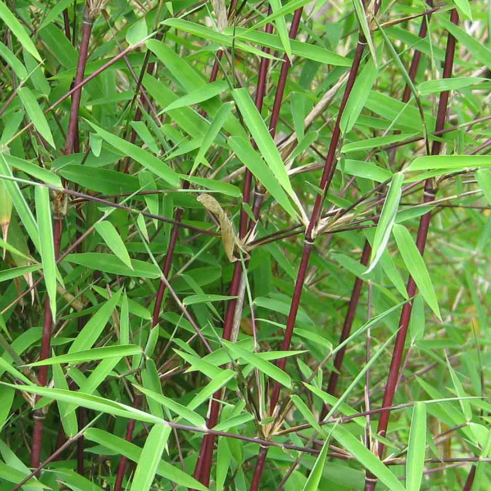 Bamboo Fargesia Jiuzhaigou Genf Red : buy Bamboo Fargesia Jiuzhaigou ...