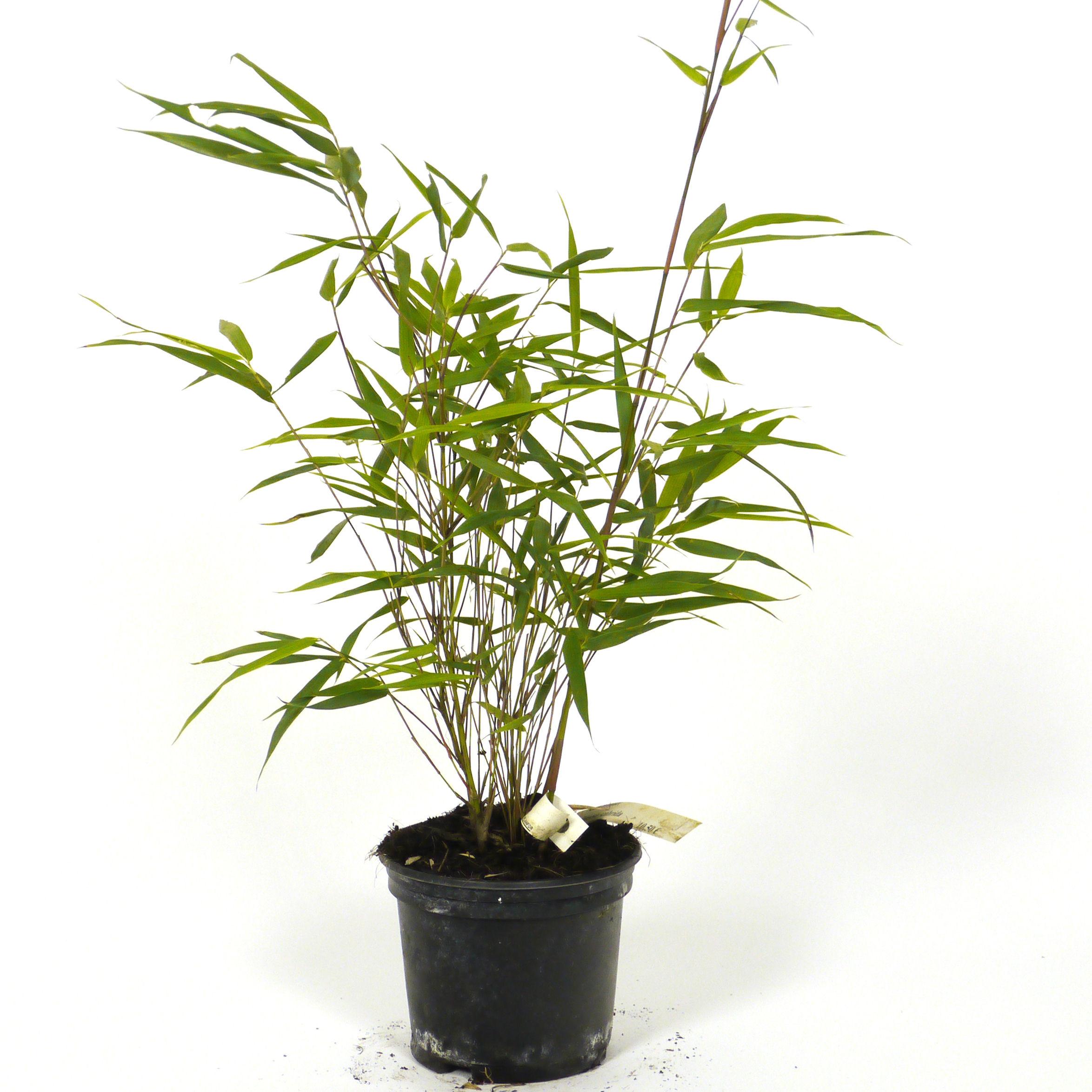 Bamboo Fargesia scabrida Asian W. : buy Bamboo Fargesia scabrida Asian ...