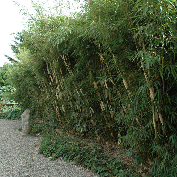 Bamboo Fargesia robusta 'Pingwu' : buy Bamboo Fargesia robusta 'Pingwu ...