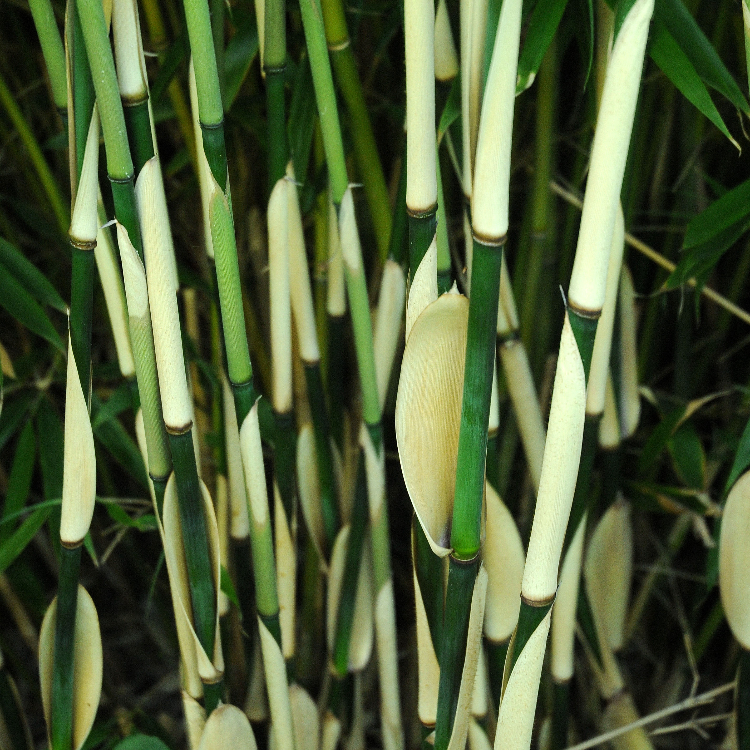 Bamboo Fargesia robusta 'Pingwu' : buy Bamboo Fargesia robusta 'Pingwu ...