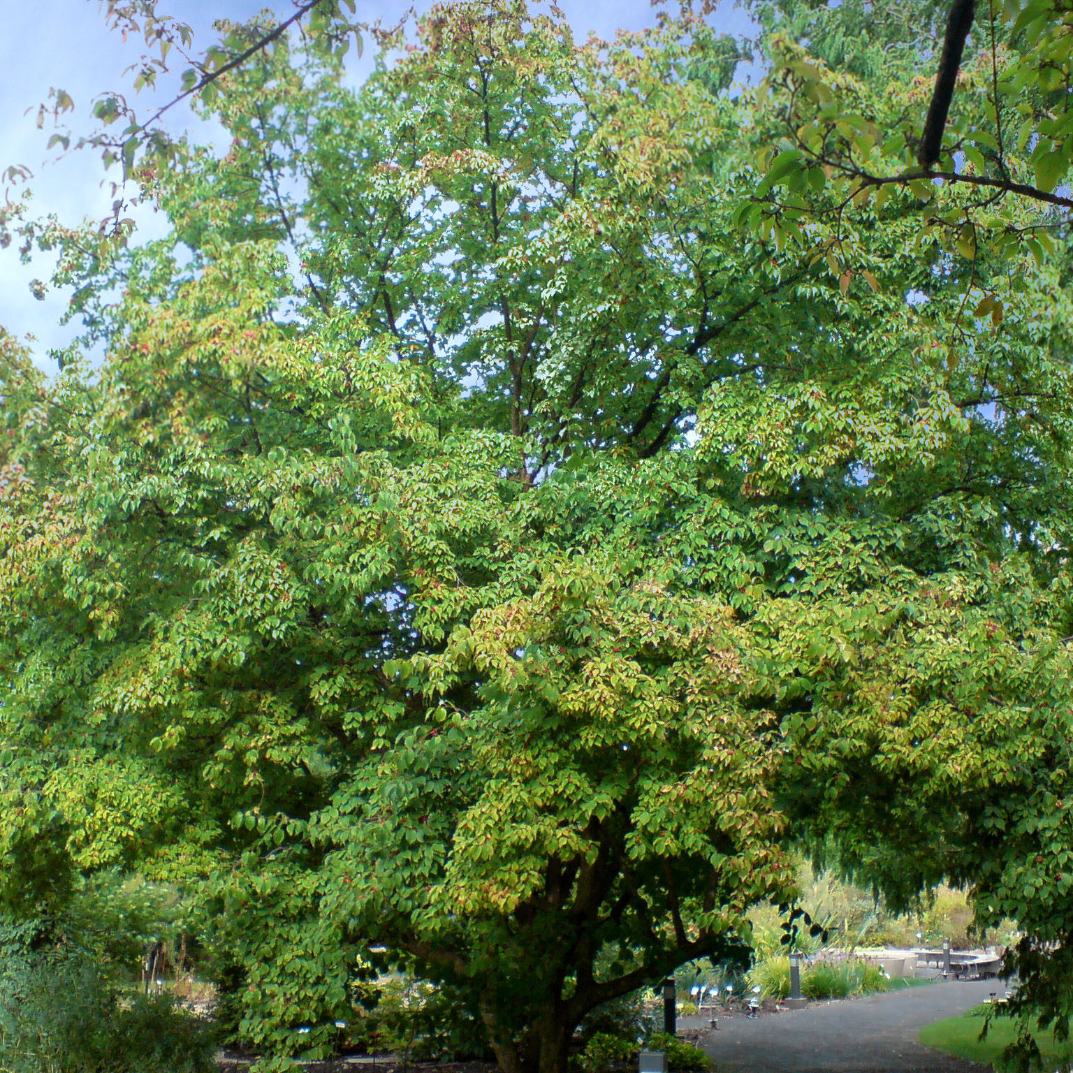 Dogwood, Japanese cornel : buy Dogwood, Japanese cornel / Cornus ...