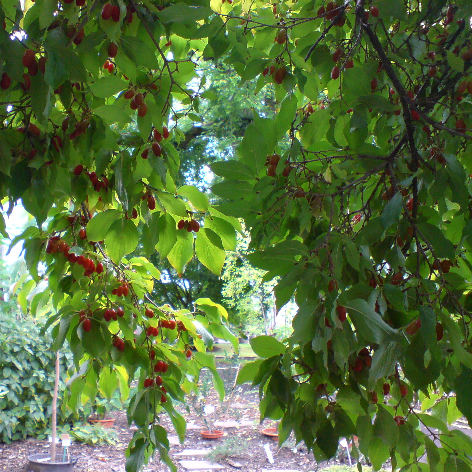 Dogwood, Japanese cornel : buy Dogwood, Japanese cornel / Cornus ...