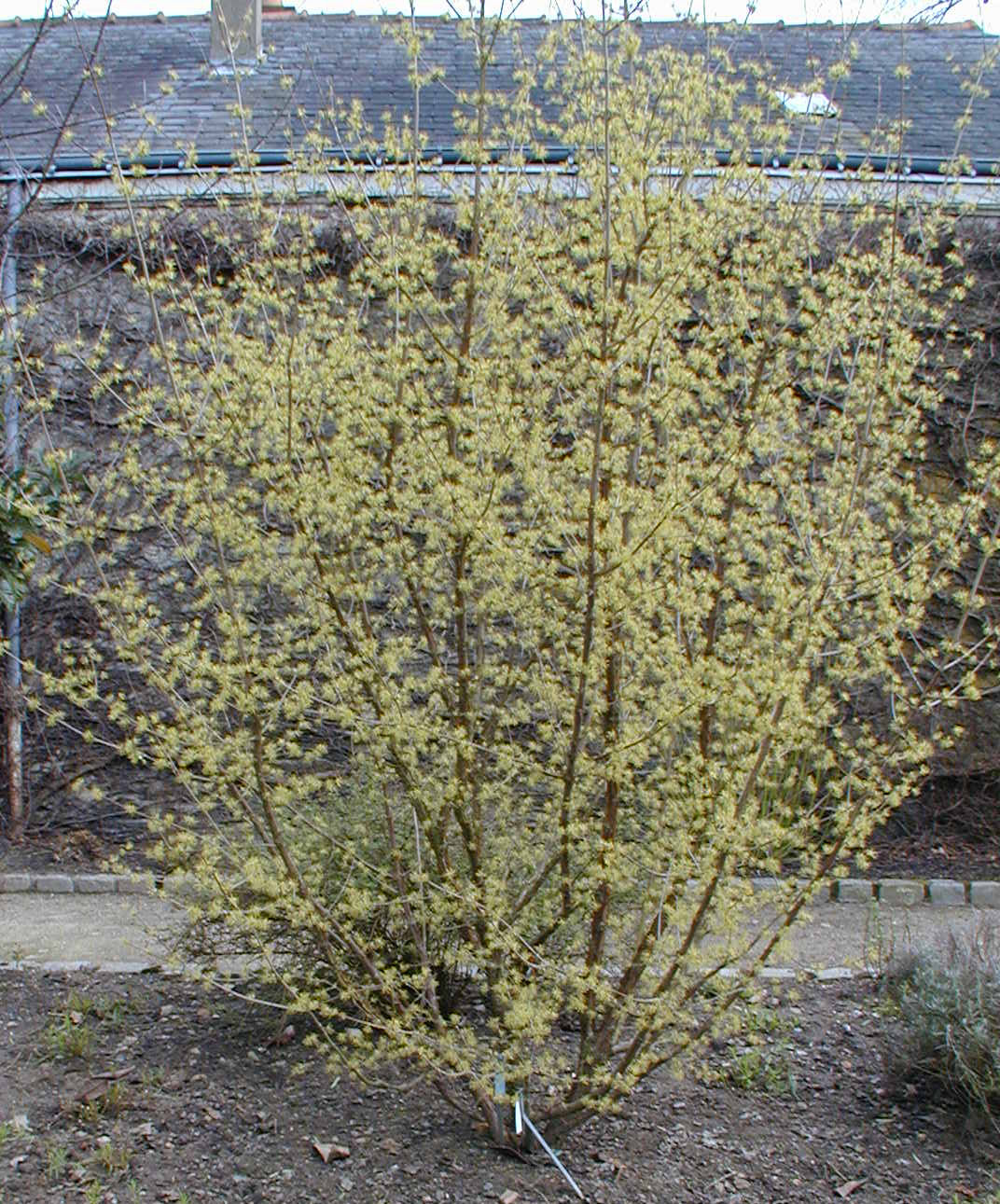Dogwood, Japanese cornel : buy Dogwood, Japanese cornel / Cornus ...