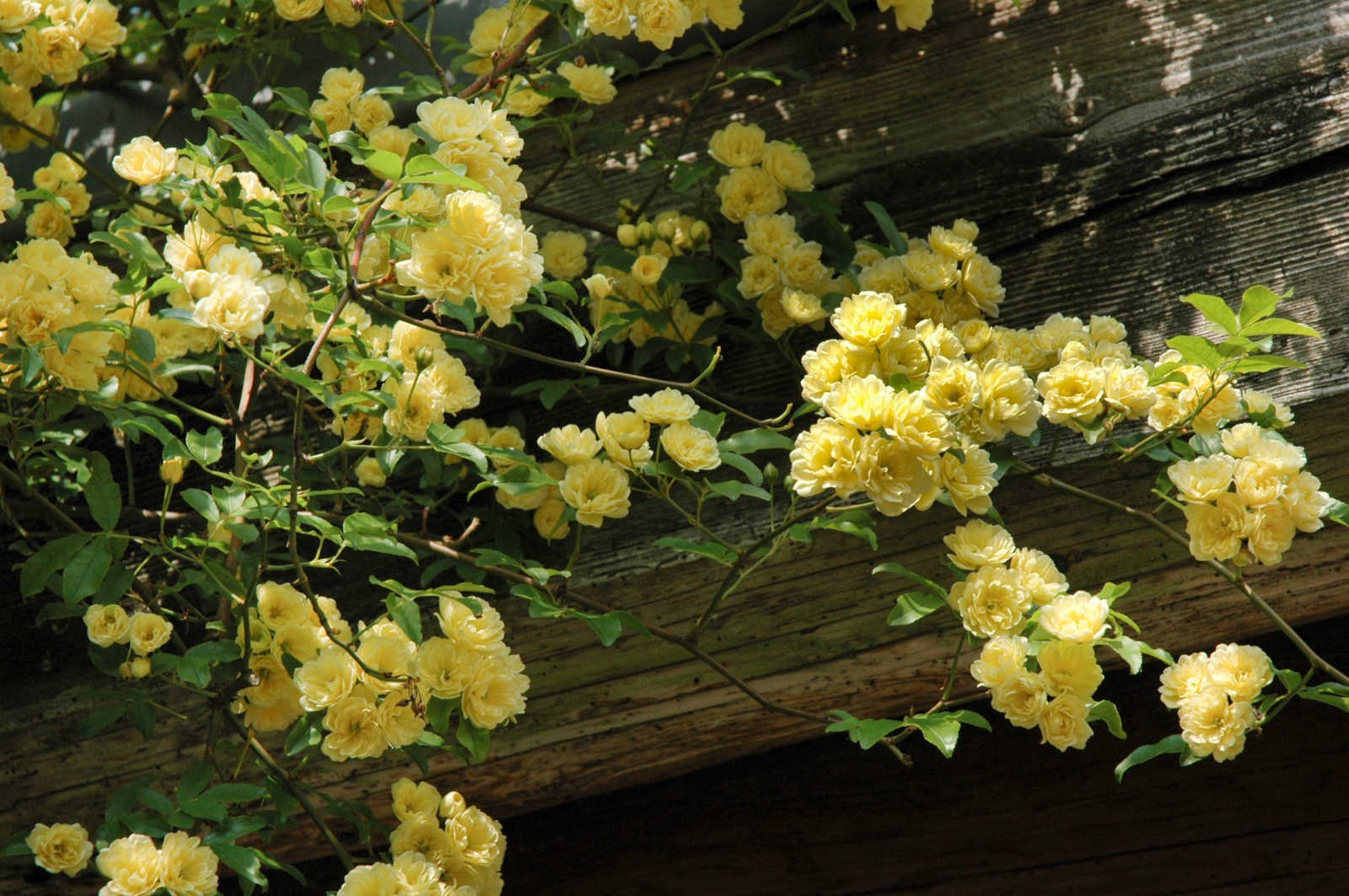 Rose Lady Banks' Lutea : buy Rose Lady Banks' Lutea / Rosa banksiae Lutea