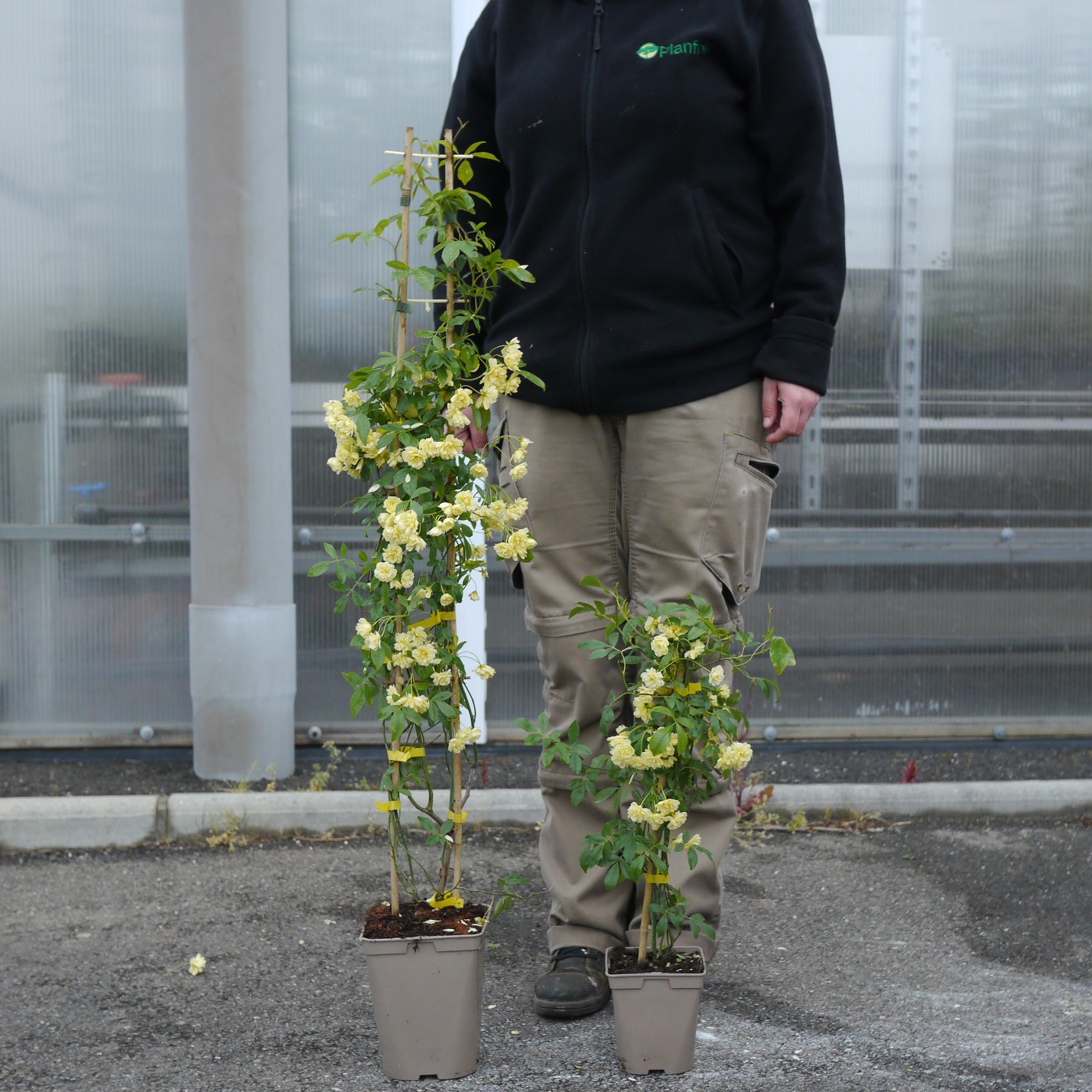 Rose Lady Banks' Lutea : buy Rose Lady Banks' Lutea / Rosa banksiae Lutea