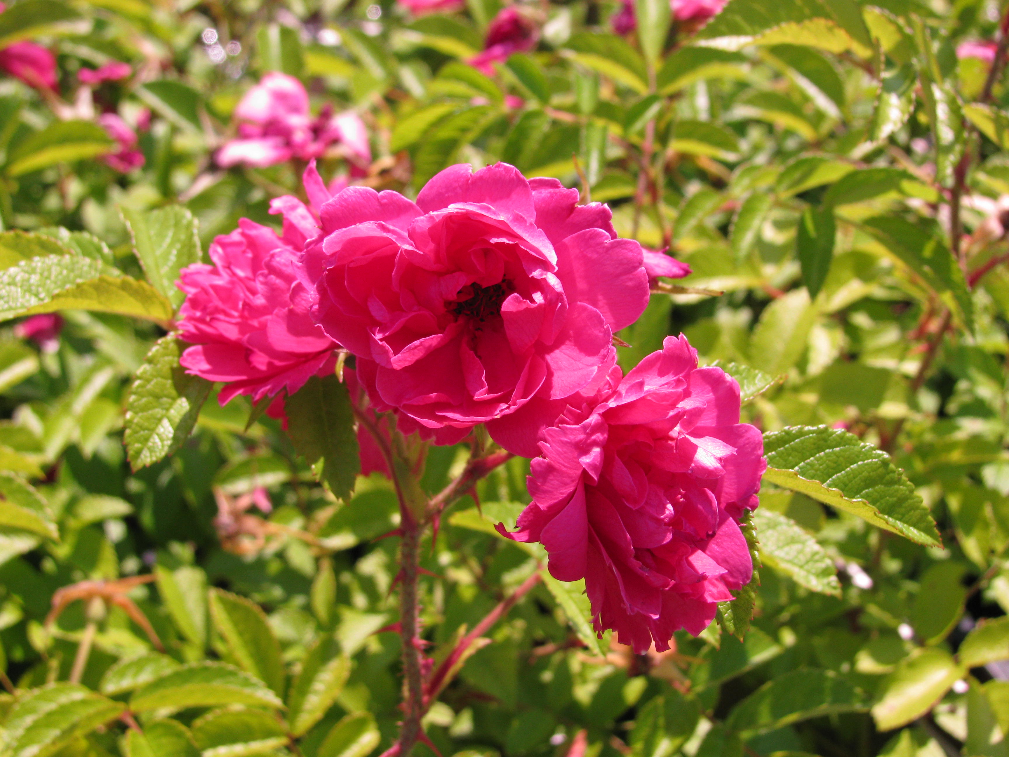 Rose Grootendorst Supreme : buy Rose Grootendorst Supreme / Rosa ...