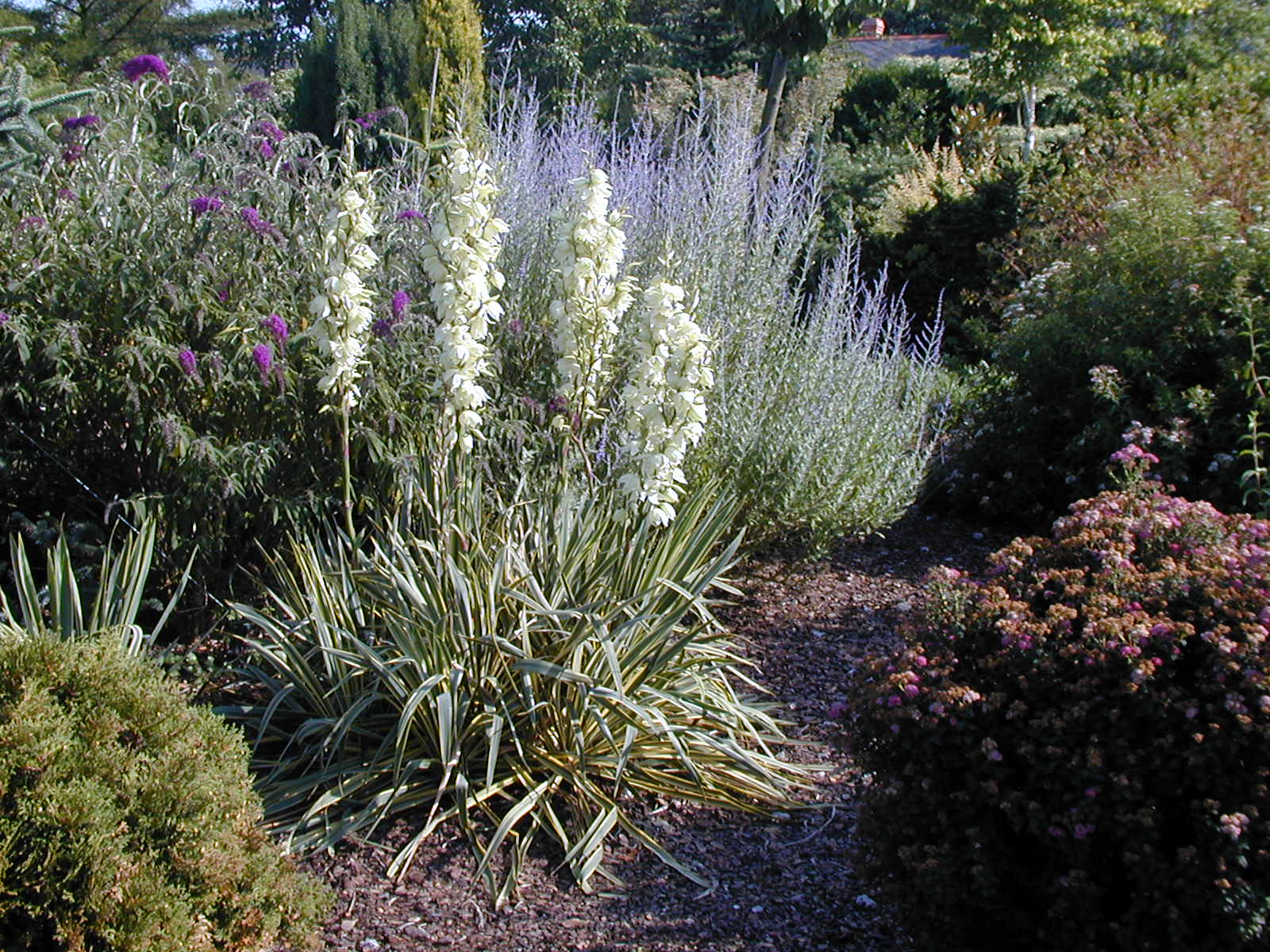 Yucca, Bright Edge : buy Yucca, Bright Edge / Yucca filamentosa Bright Edge