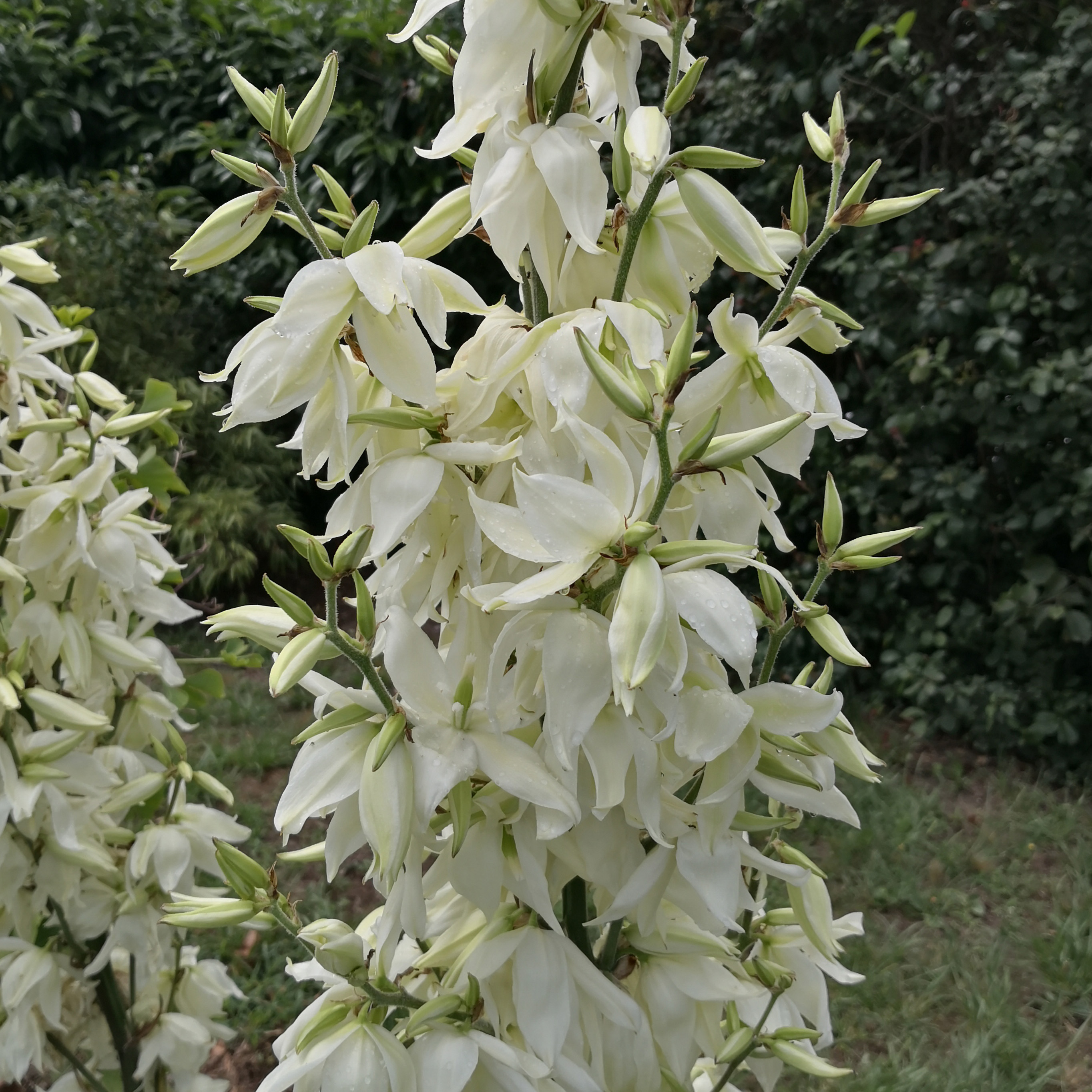 Yucca, Bright Edge : buy Yucca, Bright Edge / Yucca filamentosa Bright Edge