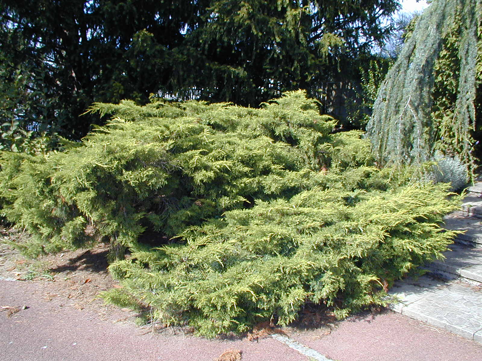 Juniper, Chinese hybrid 'Pfitzeriana Aurea' : buy Juniper, Chinese ...