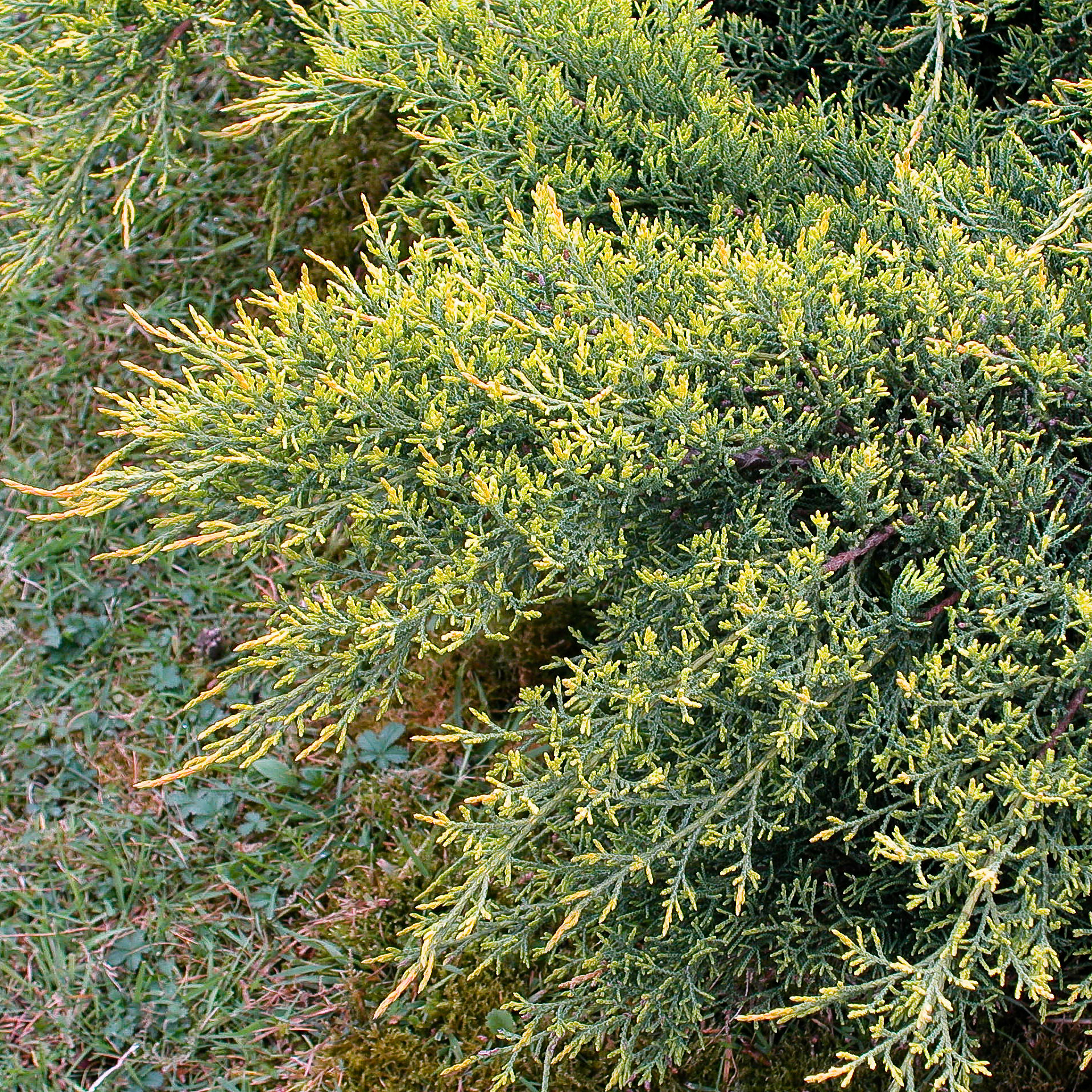Juniper, Chinese hybrid 'Pfitzeriana Aurea' : buy Juniper, Chinese ...