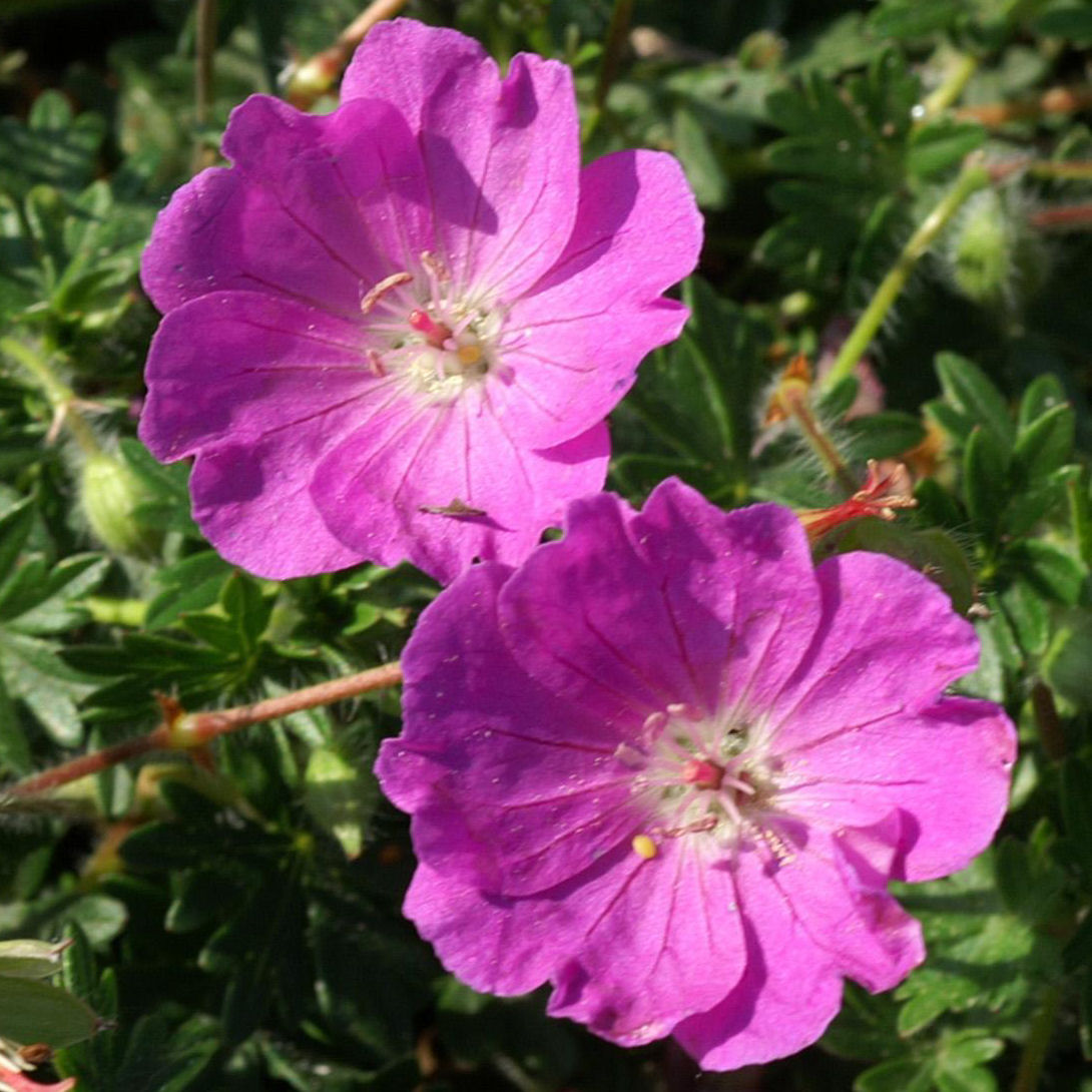 Geranium, Tiny Monster : buy Geranium, Tiny Monster / Geranium Tiny Monster
