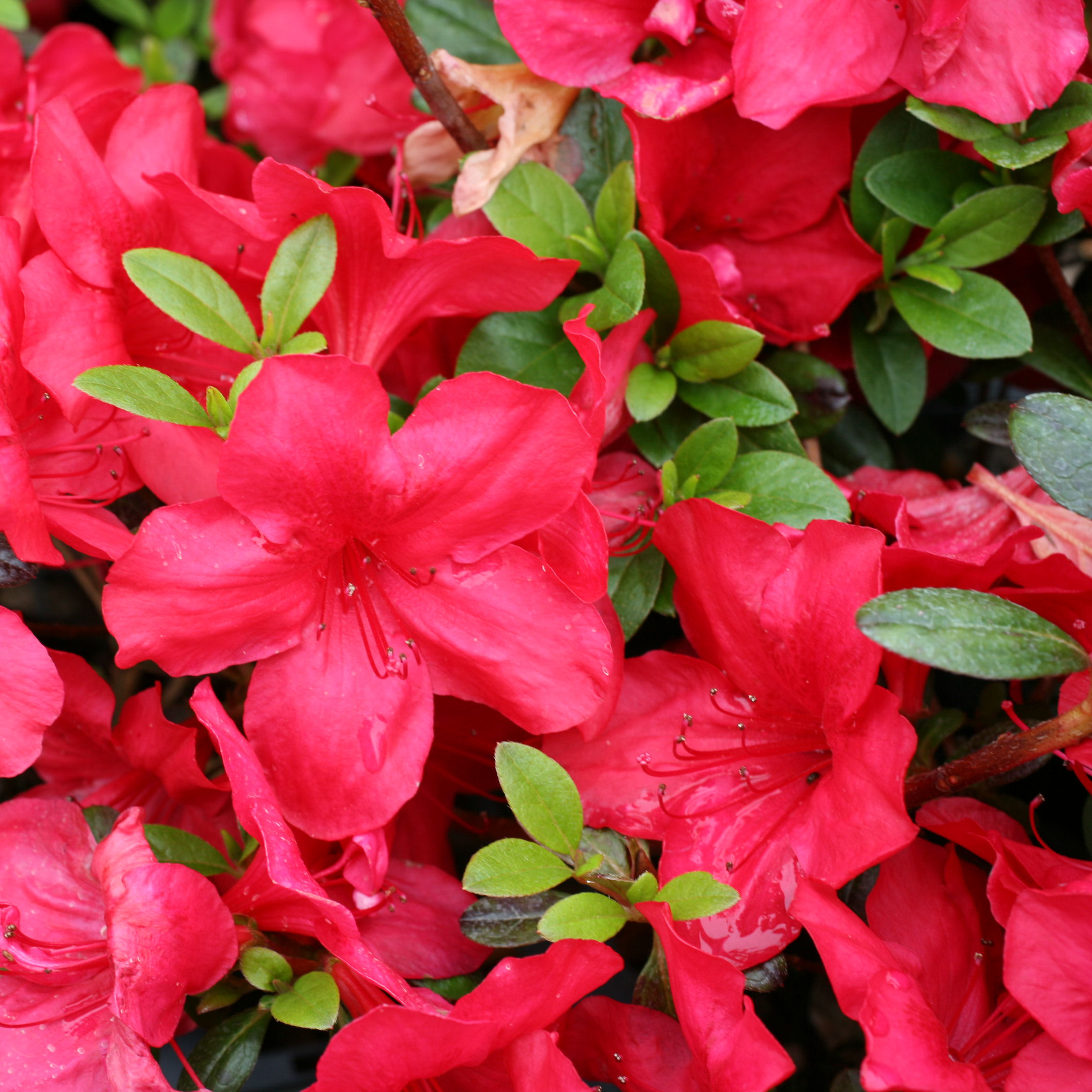 Azalea 'Mother's Day' : buy Azalea 'Mother's Day' / Azalea japonica ...