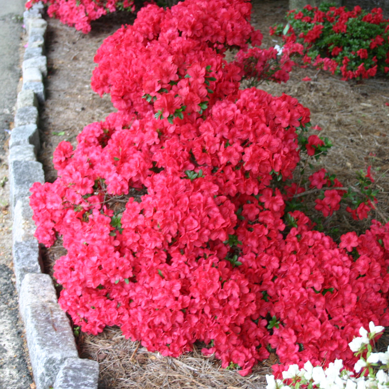 Azalea 'Mother's Day' : buy Azalea 'Mother's Day' / Azalea japonica ...
