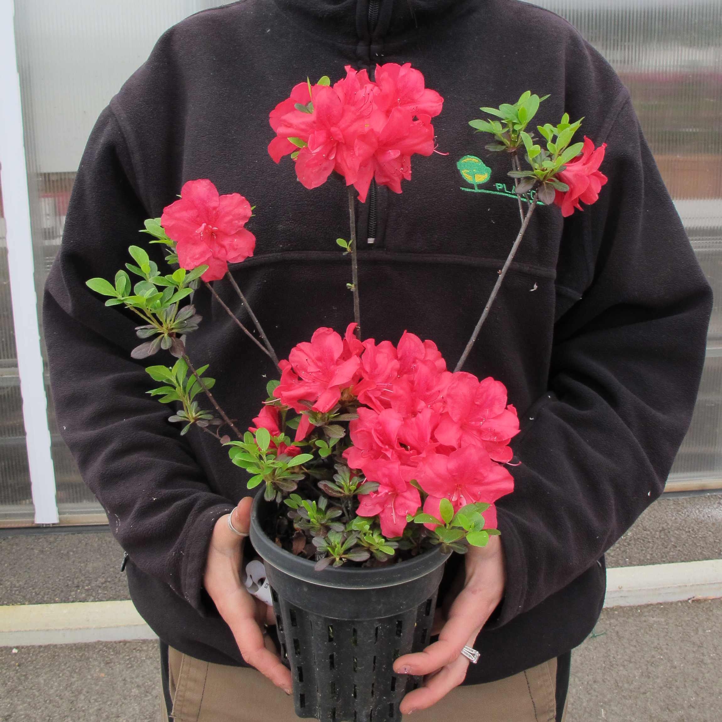 Azalea 'Mother's Day' : buy Azalea 'Mother's Day' / Azalea japonica ...