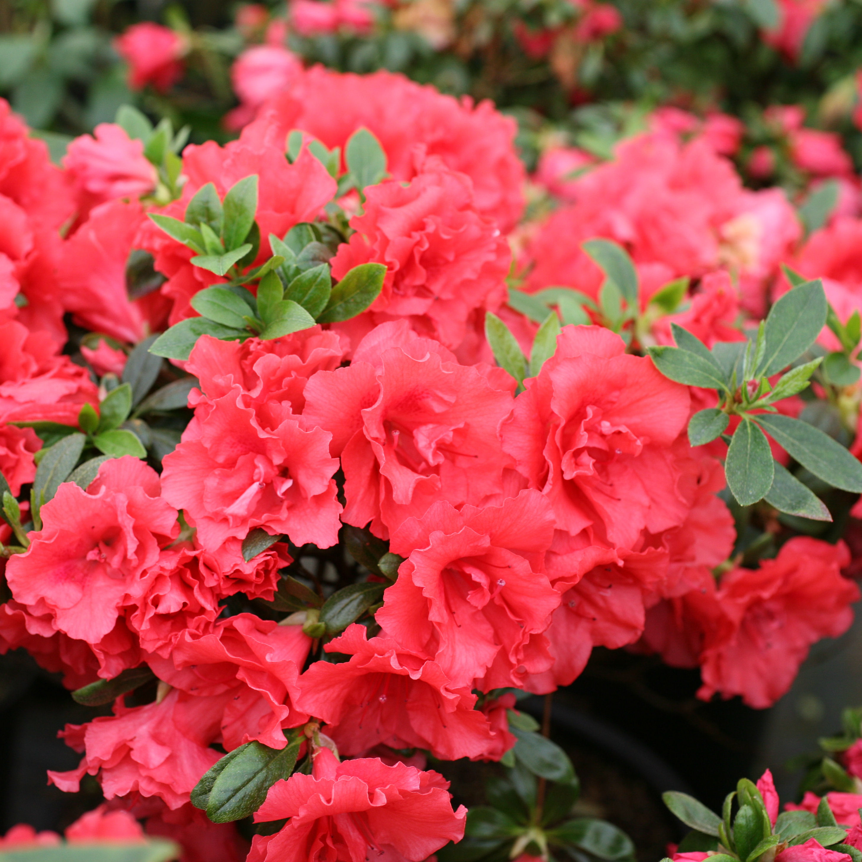 Azalea 'Princess Deborah' : buy Azalea 'Princess Deborah' / Azalea ...