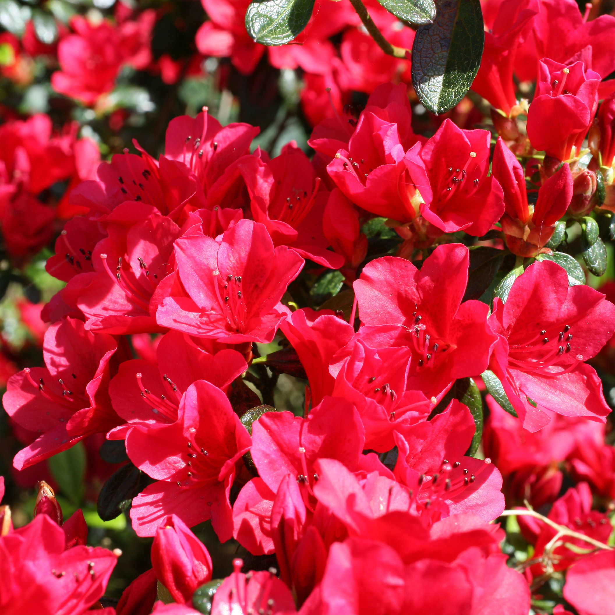 Azalea 'Ward's Ruby' : buy Azalea 'Ward's Ruby' / Azalea japonica Ward ...