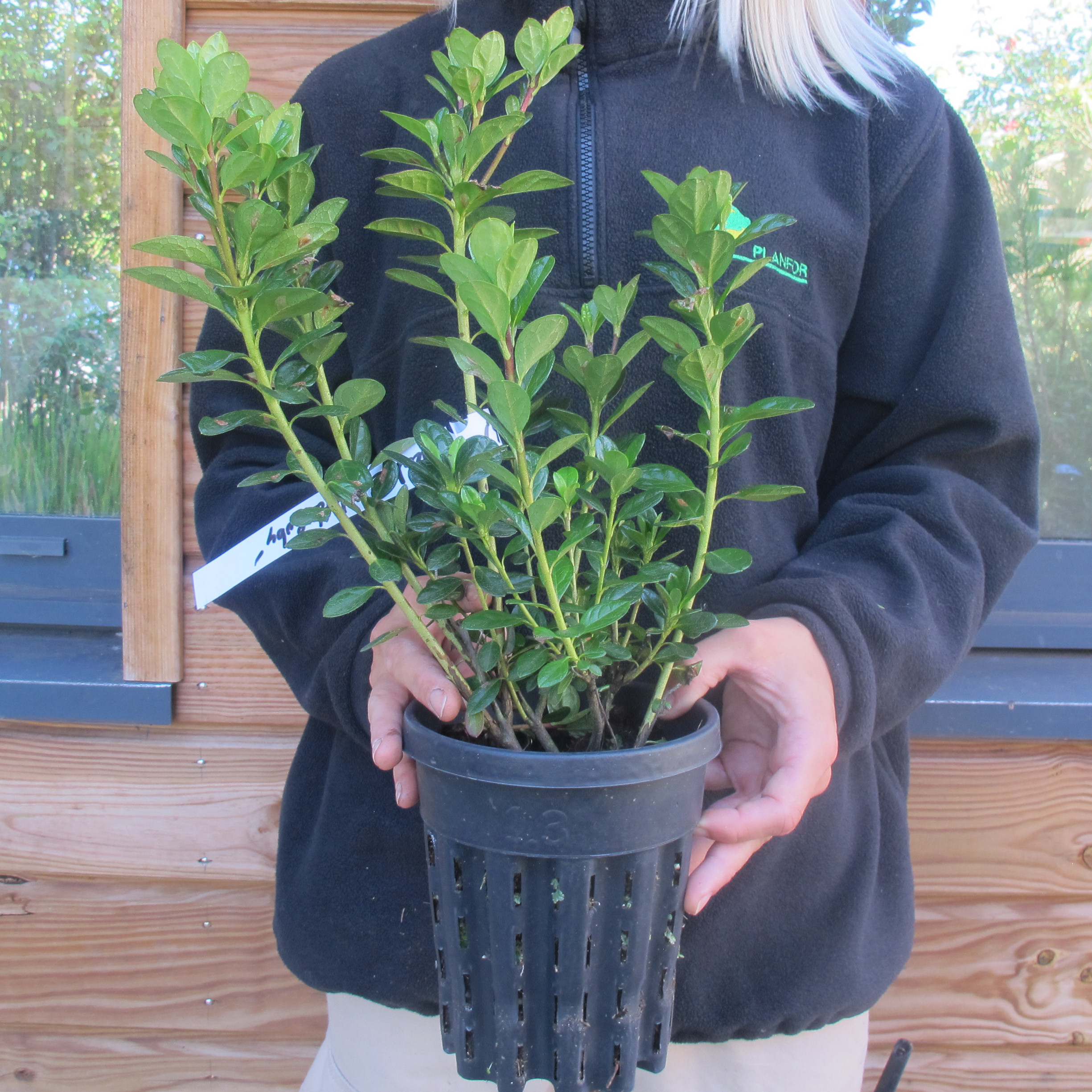 Azalea 'Ward's Ruby' : buy Azalea 'Ward's Ruby' / Azalea japonica Ward ...