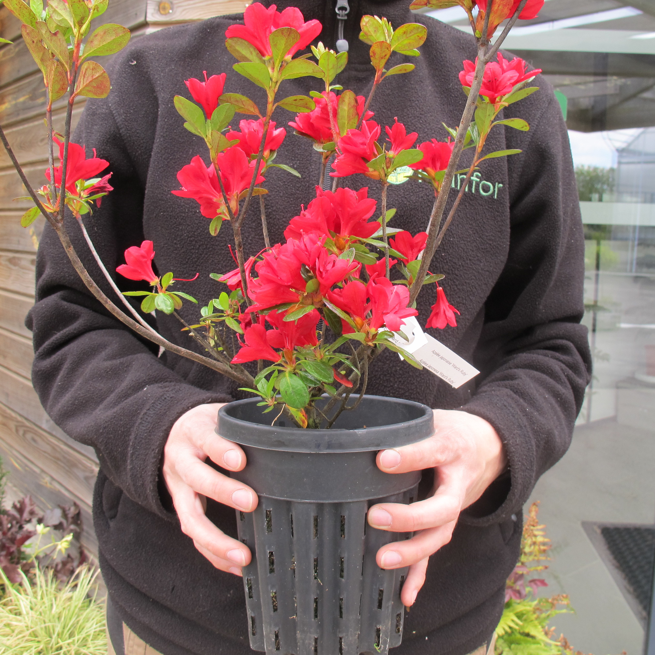 Azalea 'Ward's Ruby' : buy Azalea 'Ward's Ruby' / Azalea japonica Ward ...