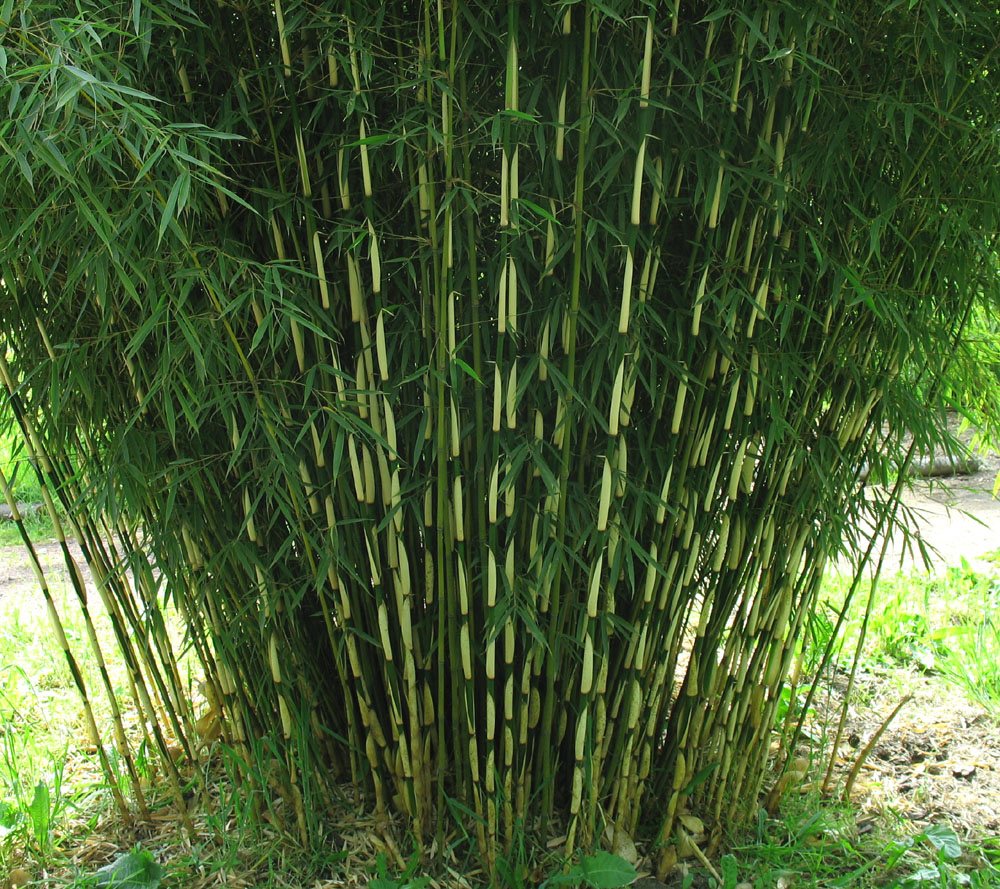 Bamboo Fargesia robusta 'Campbell' : buy Bamboo Fargesia robusta ...