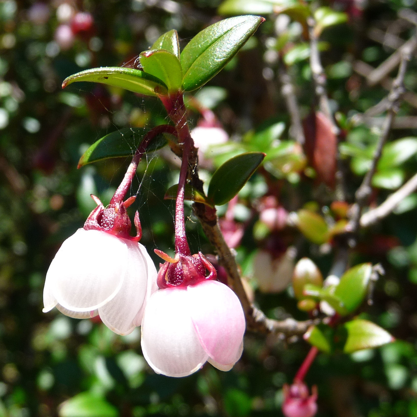 Guava, Chilean : buy Guava, Chilean / Ugni molinae