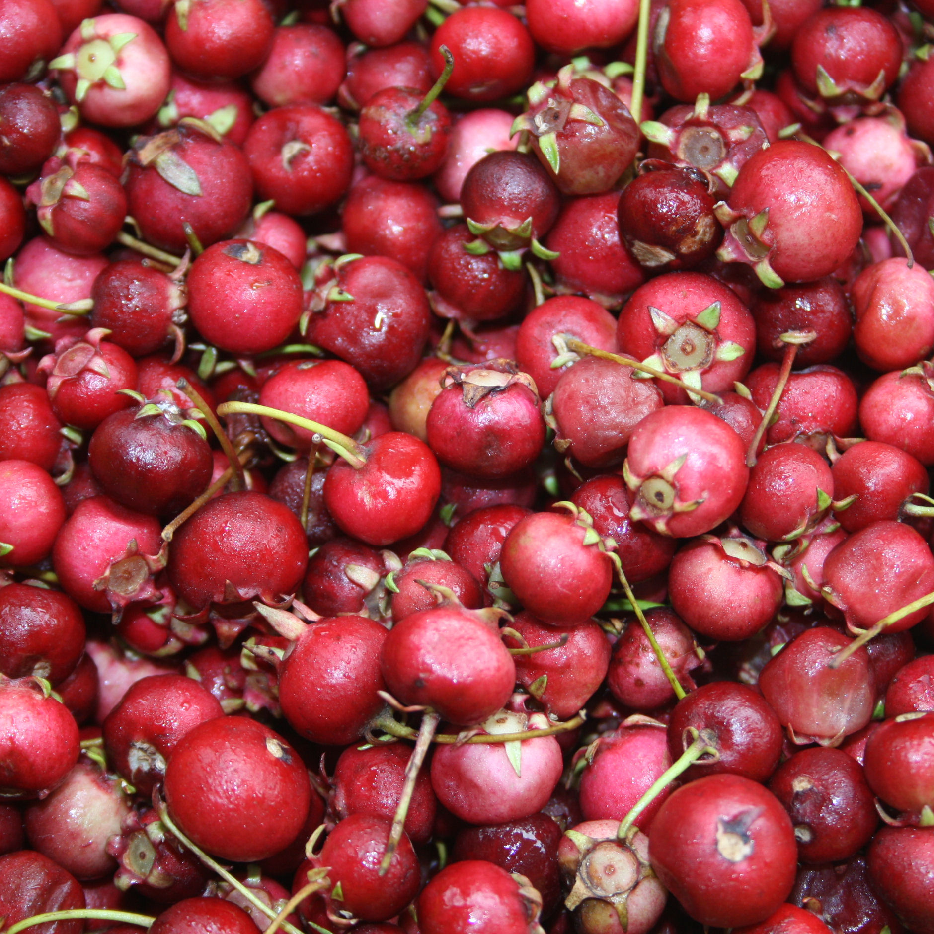 Guava, Chilean : buy Guava, Chilean / Ugni molinae