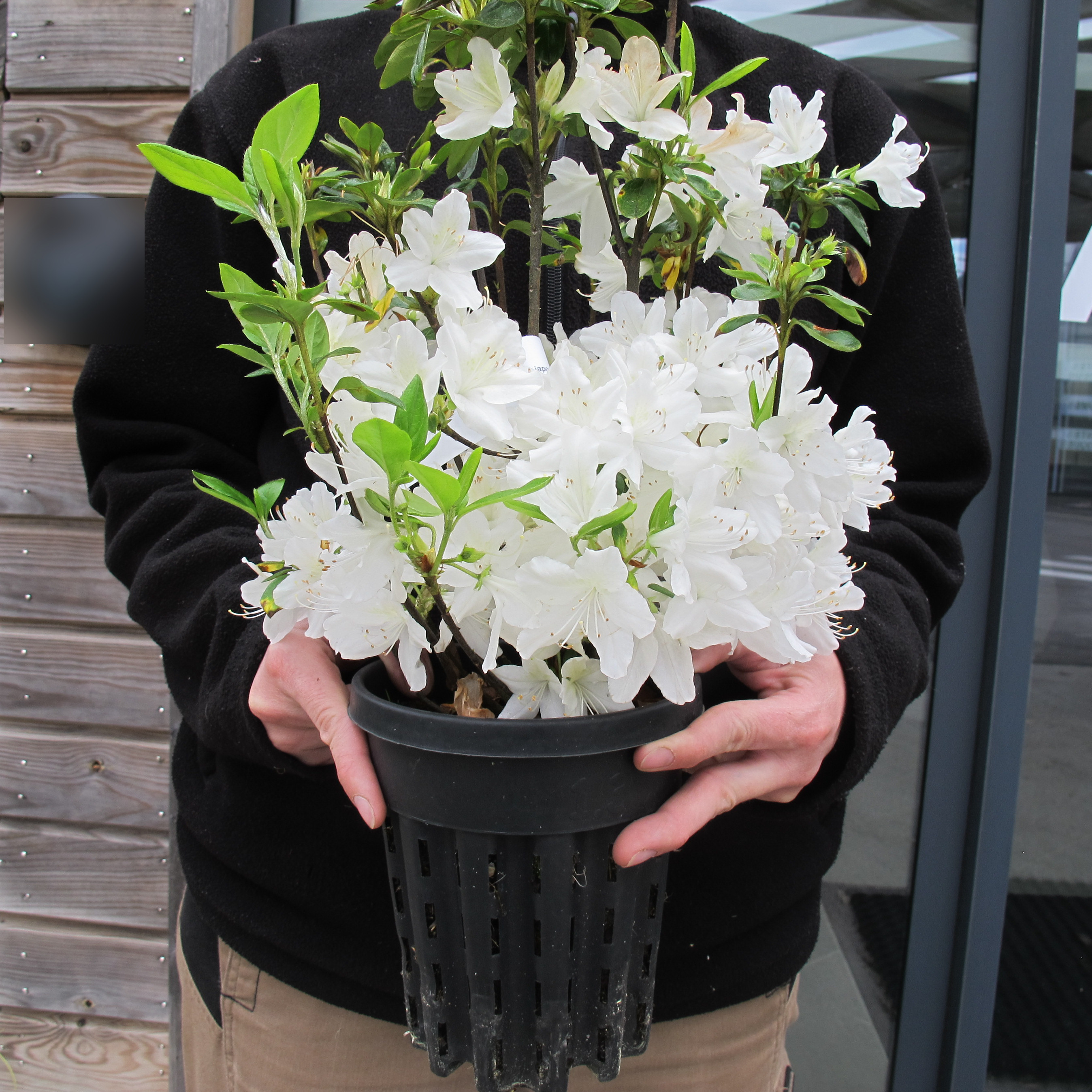 Azalea 'Olga Niblett' : buy Azalea 'Olga Niblett' / Azalea japonica ...