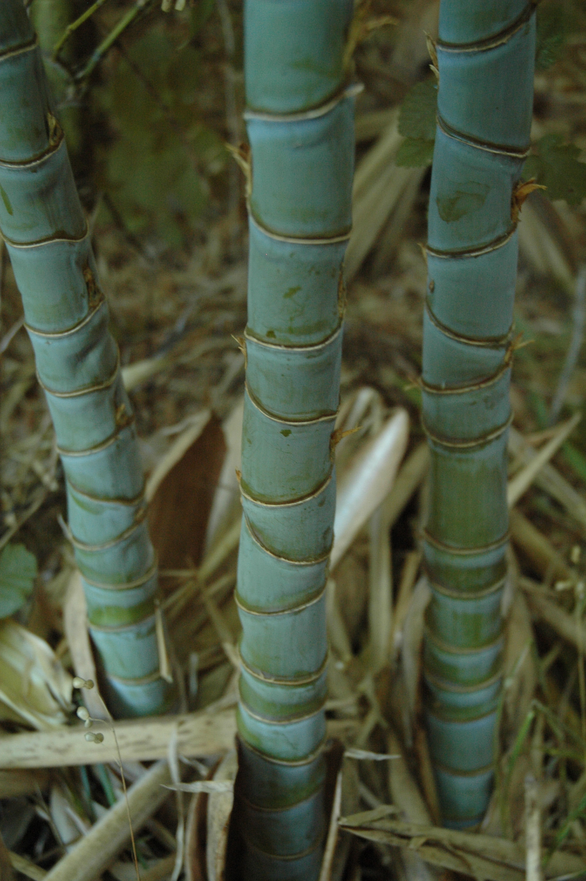 Bamboo Phyllostachys aurea : buy Bamboo Phyllostachys aurea ...