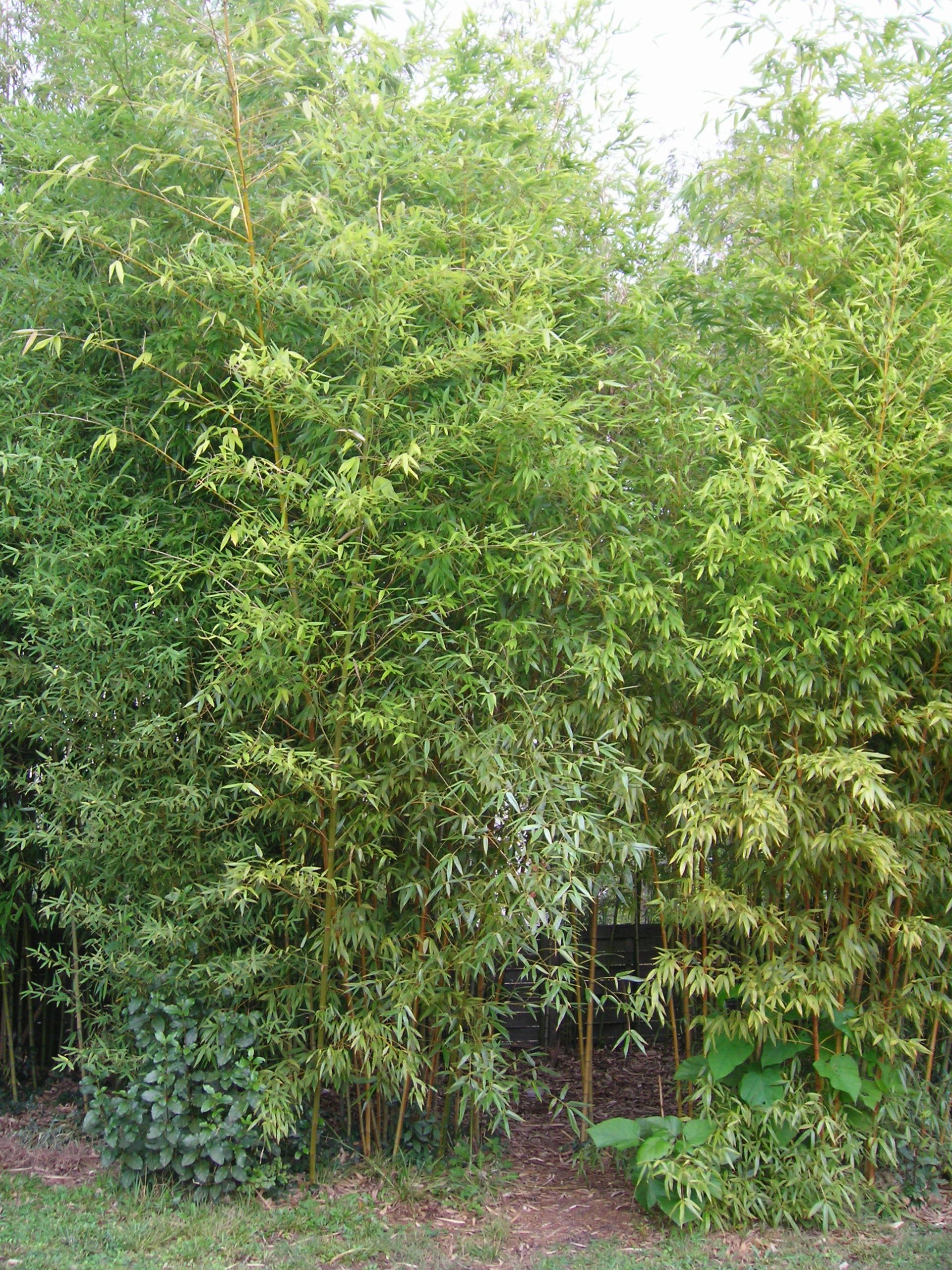 Bamboo Phyllostachys aurea : buy Bamboo Phyllostachys aurea ...