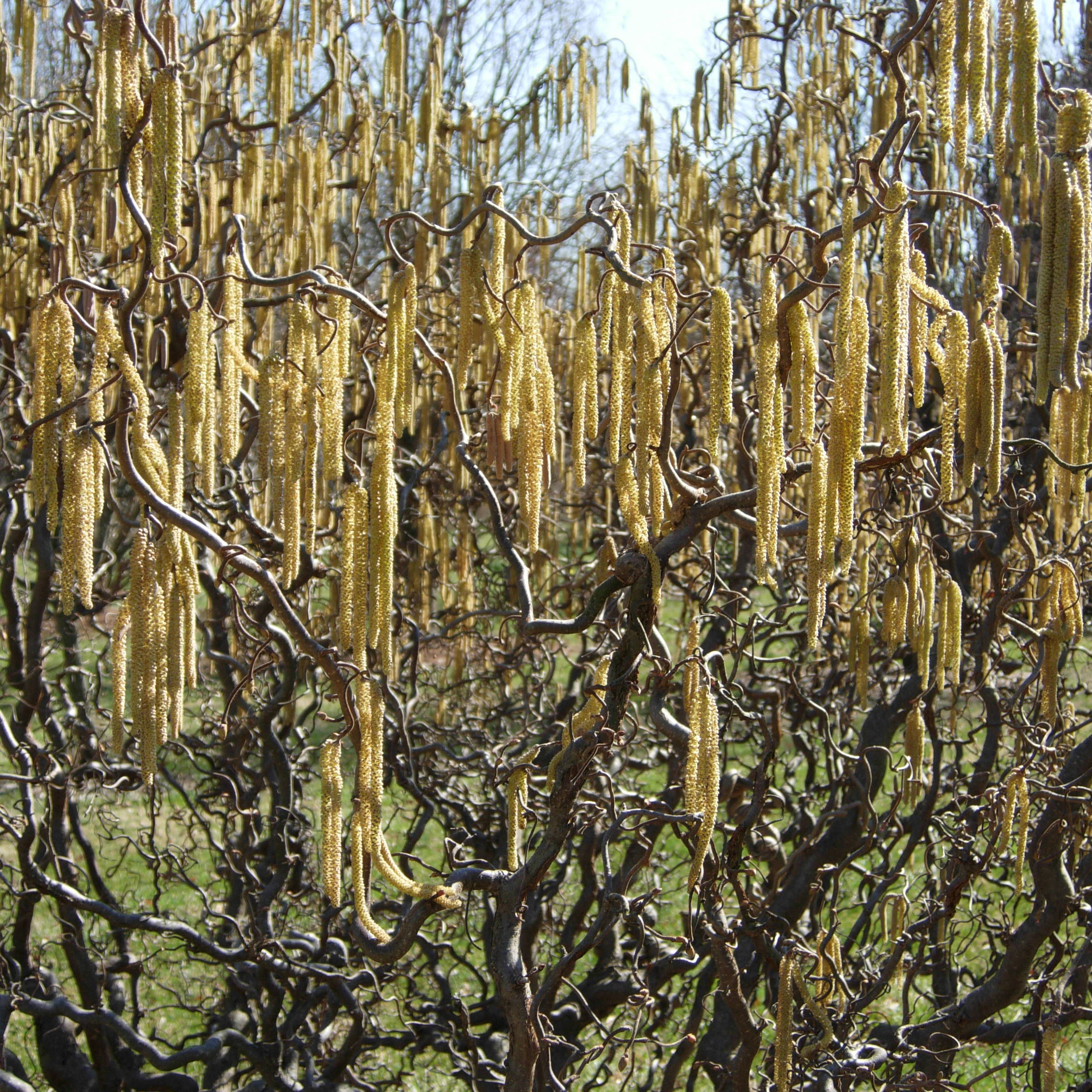 Hazel, corkscrew : buy Hazel, corkscrew / Corylus avellana contorta