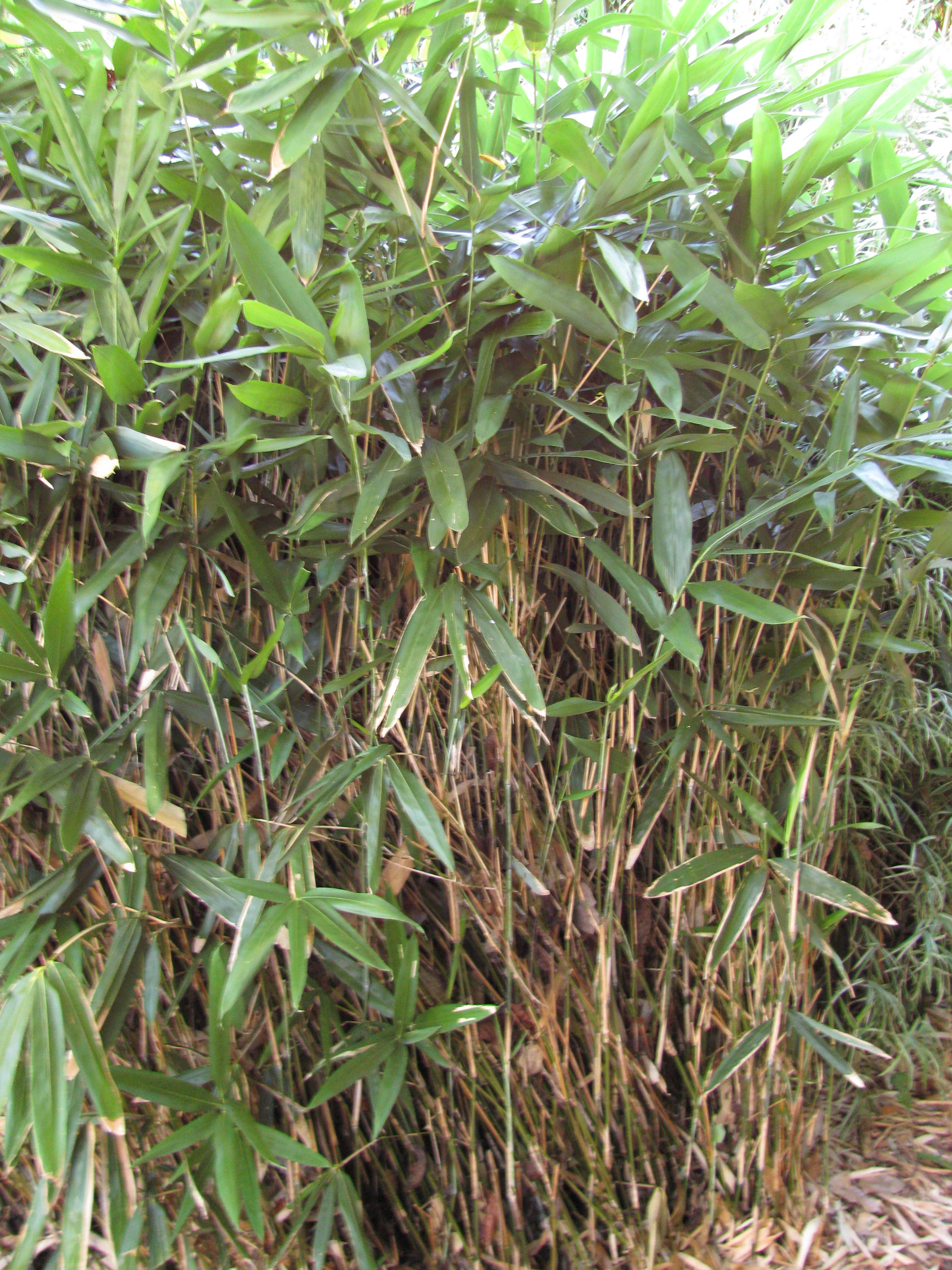 Bamboo Sasa tsuboiana : buy Bamboo Sasa tsuboiana / Sasa tsuboiana