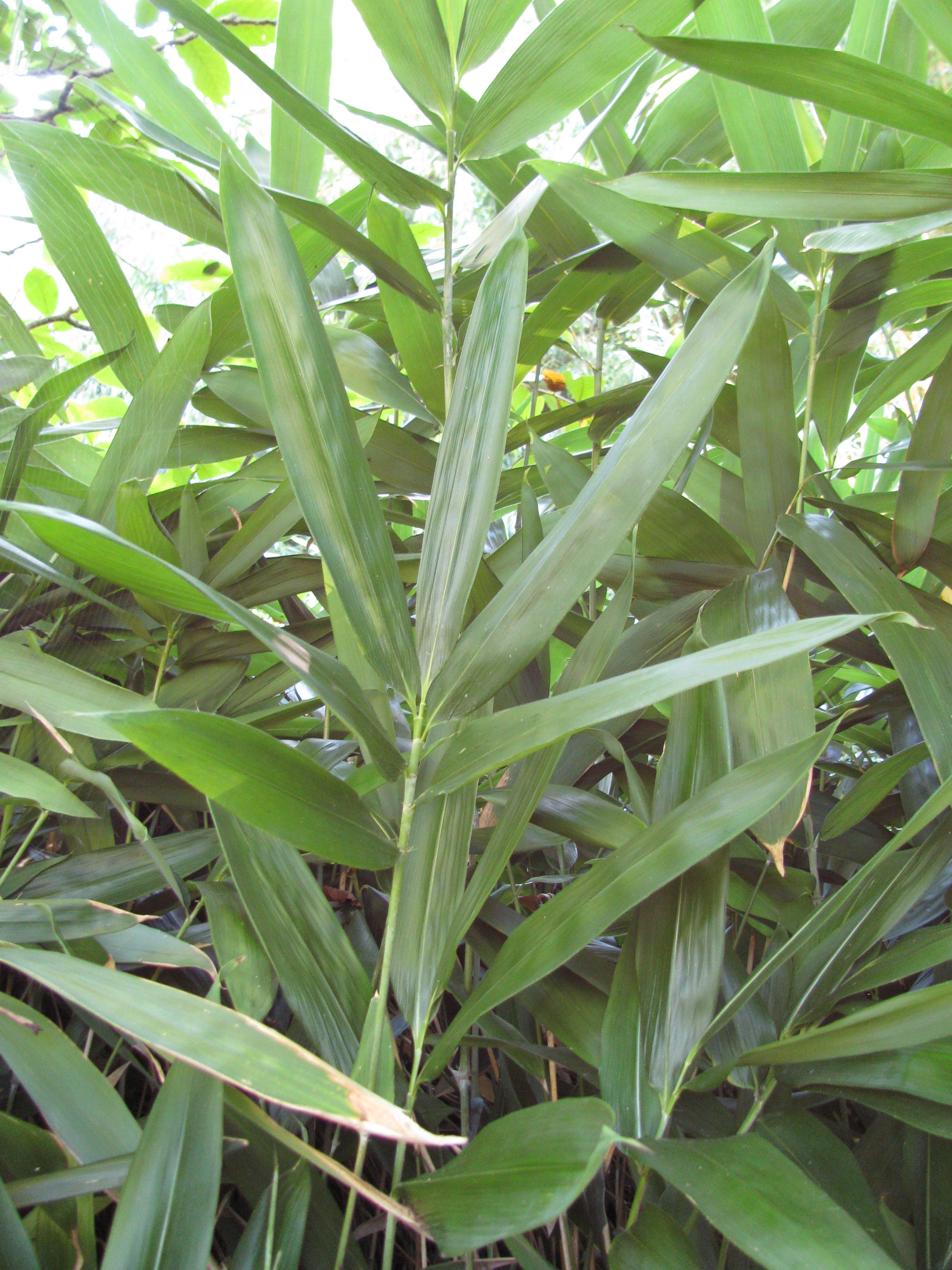Bamboo Sasa tsuboiana : buy Bamboo Sasa tsuboiana / Sasa tsuboiana