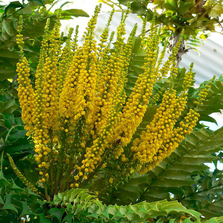 Mahonia, Leatherleaf : buy Mahonia, Leatherleaf / Mahonia bealei