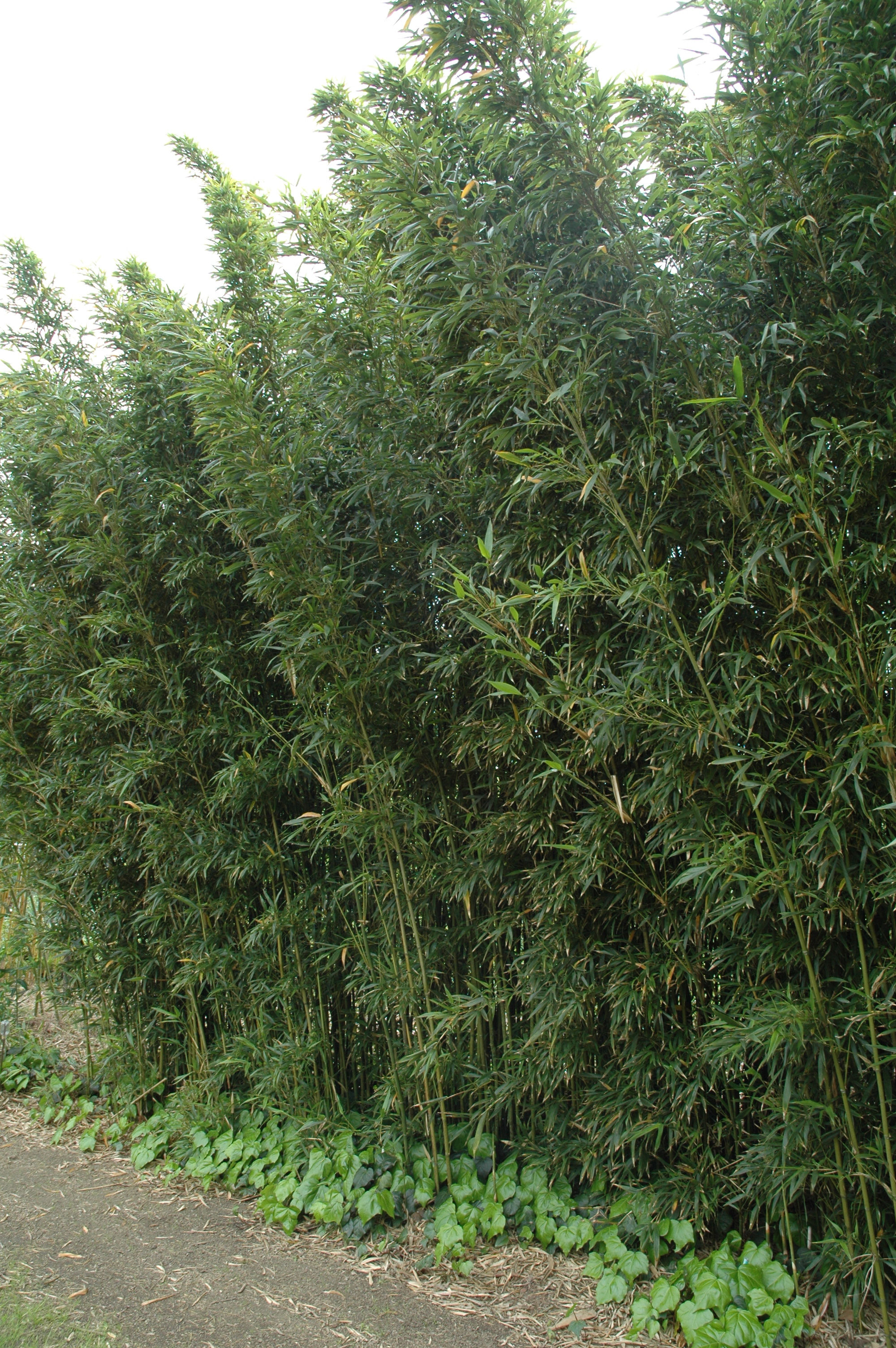 Bamboo Semia. fastuosa viridis : buy Bamboo Semia. fastuosa viridis ...