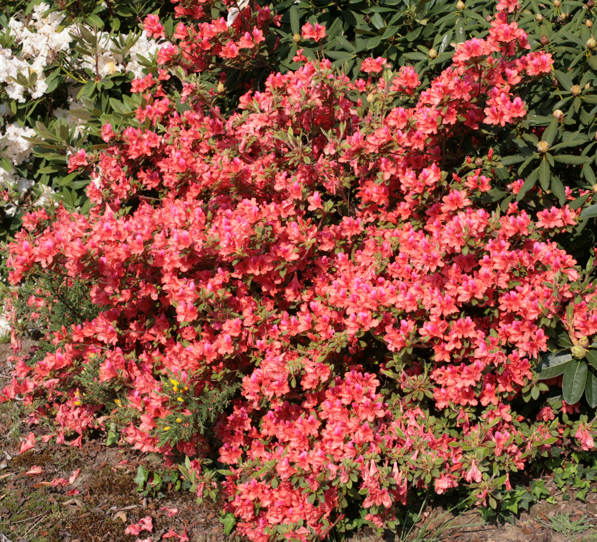 Azalea 'Bengal fire' : buy Azalea 'Bengal fire' / Azalea japonica ...