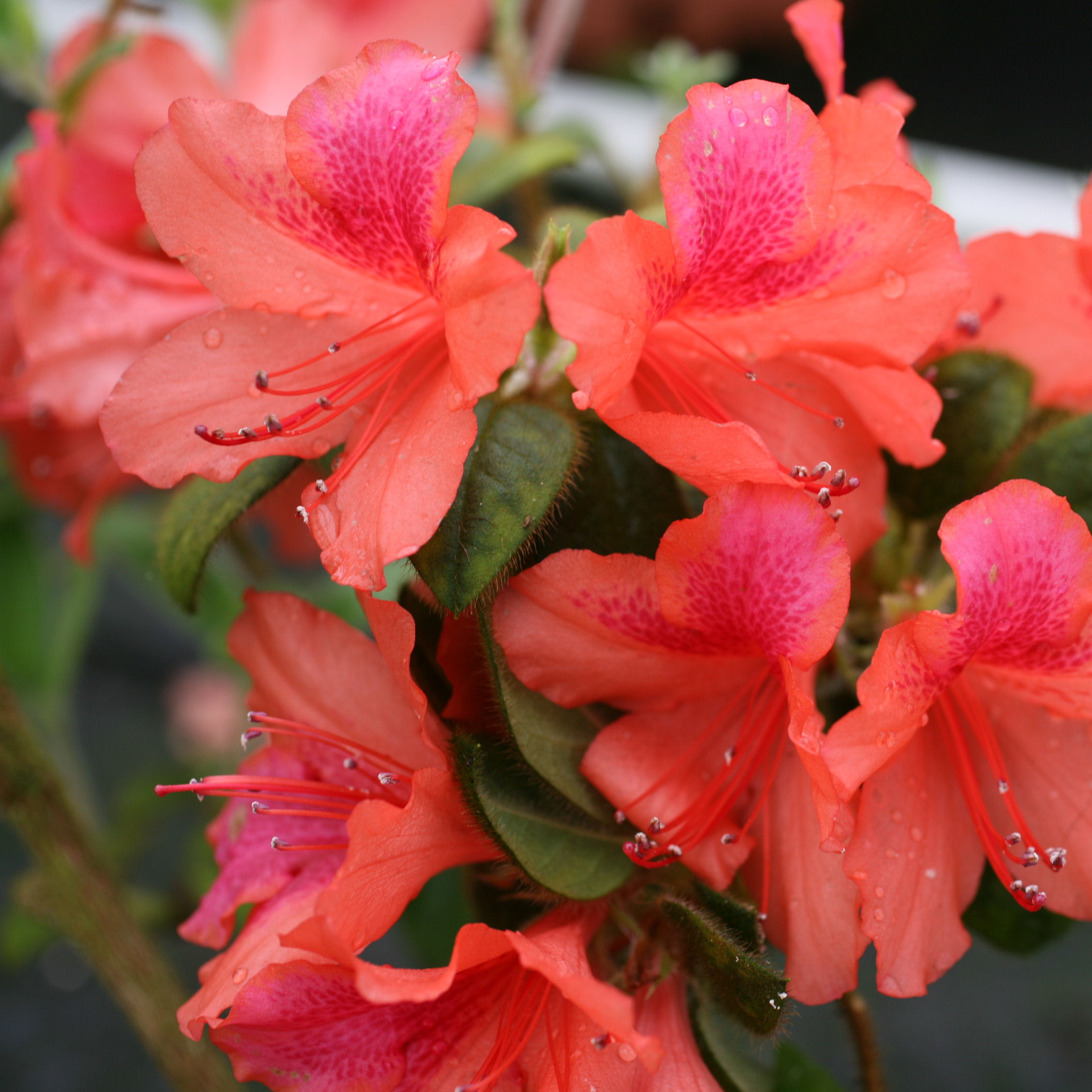Azalea 'Bengal fire' : buy Azalea 'Bengal fire' / Azalea japonica ...