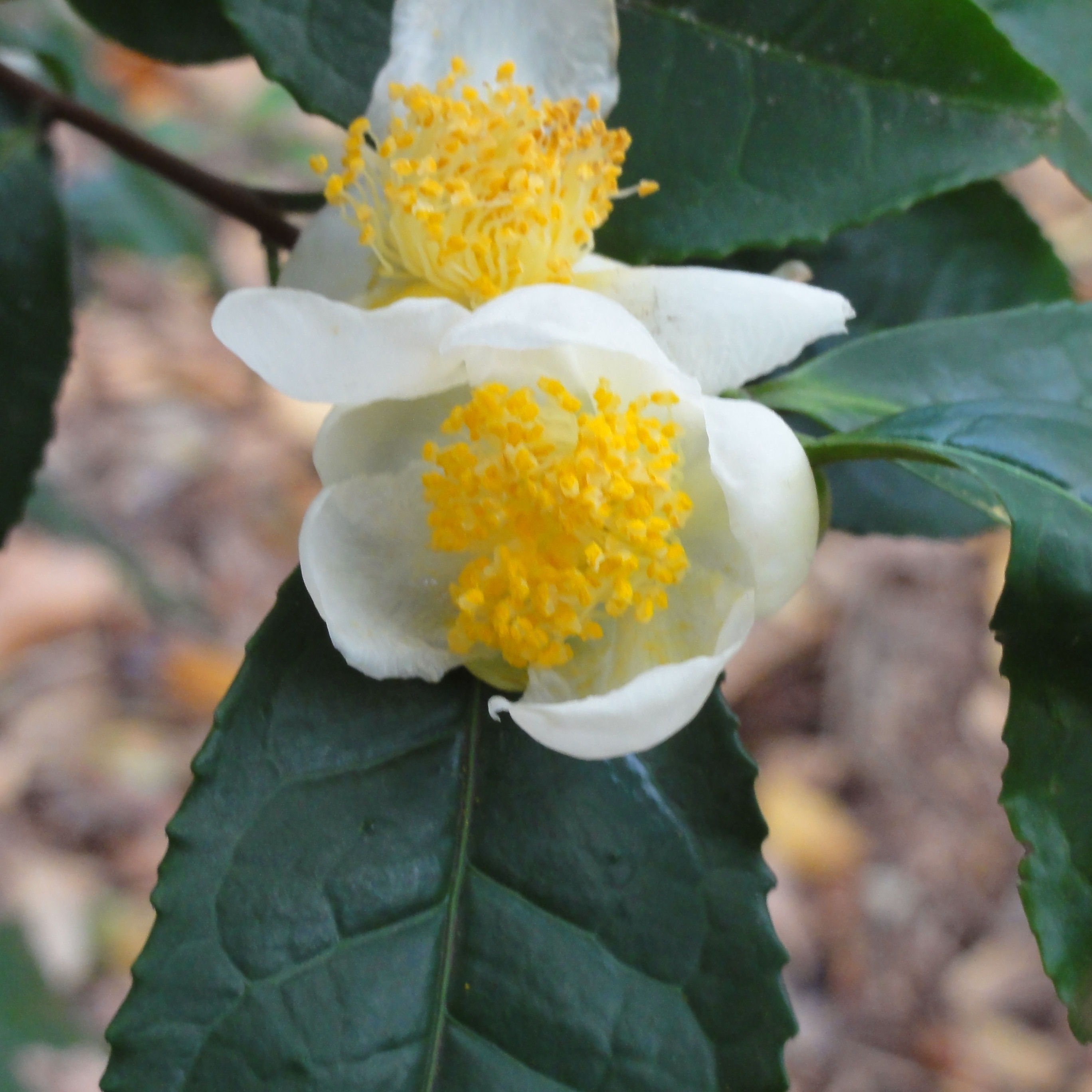 Tea Plant : buy Tea Plant / Camellia sinensis